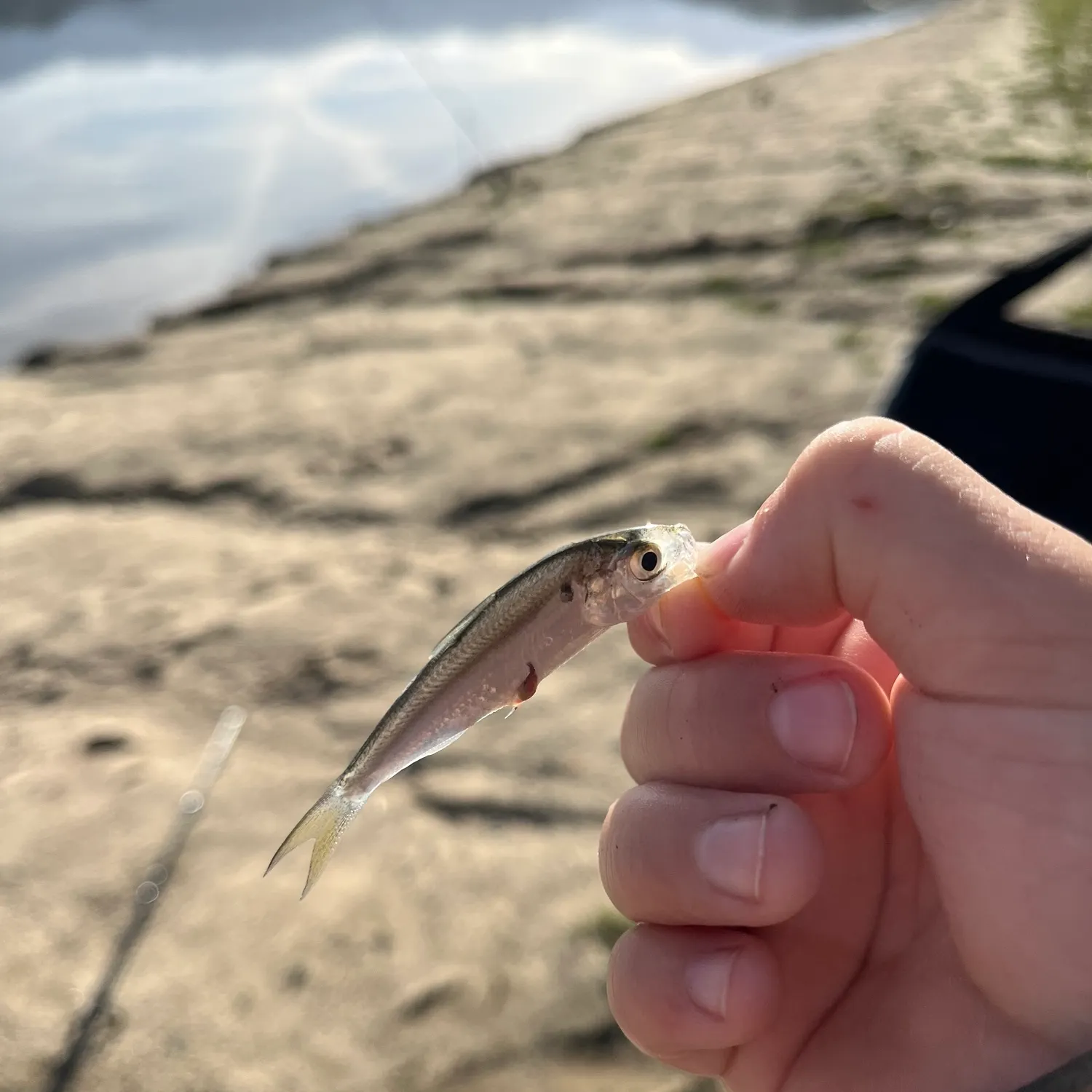 ᐅ Irvine Lake fishing reports🎣• North Tustin, CA (United States) fishing