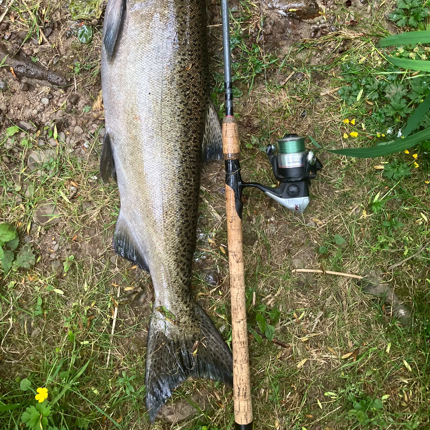 ᐅ Cowlitz River fishing reports🎣• Longview, WA (United States) fishing