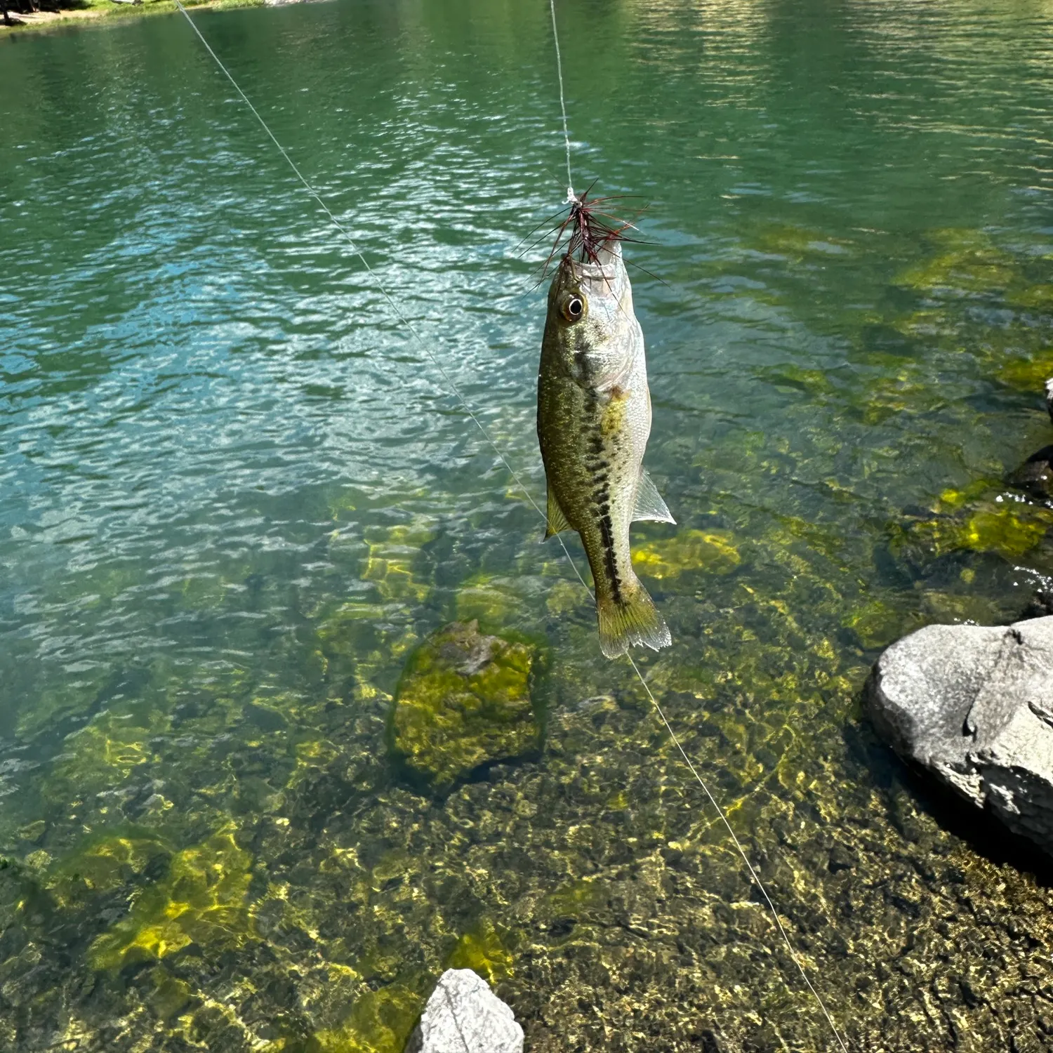 ᐅ Lake Davis fishing reports🎣• Susanville, CA (United States) fishing