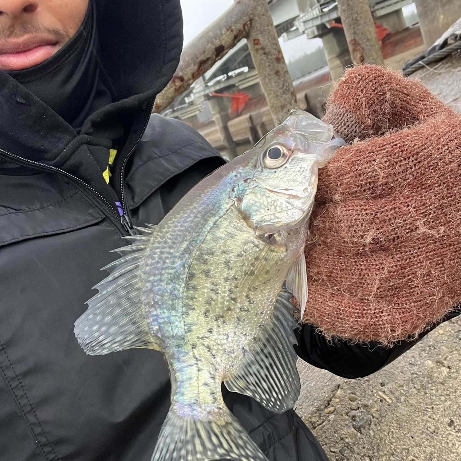 ᐅ Hoover Reservoir fishing reports🎣• Westerville, OH (United States ...