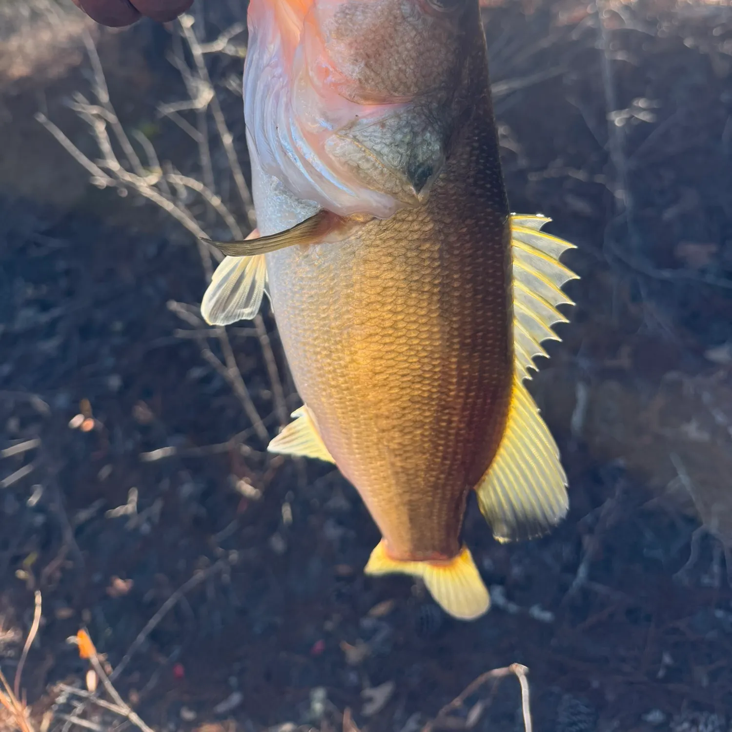 Fishing in Augusta, GA (United States) ️️️️ Find Spots, Species & Tips