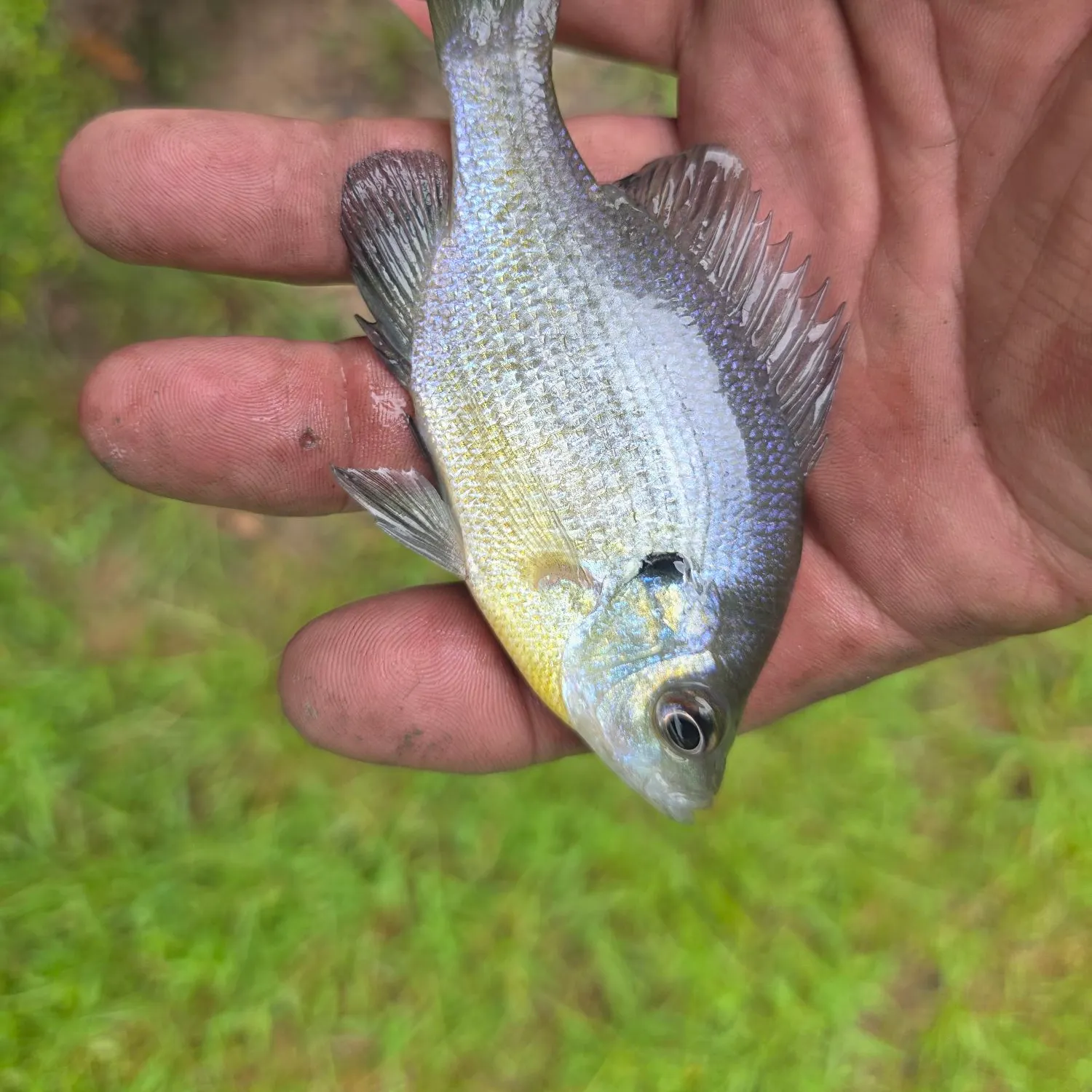 Fishing in Raleigh, NC (United States) ️️️️ Find Spots, Species & Tips