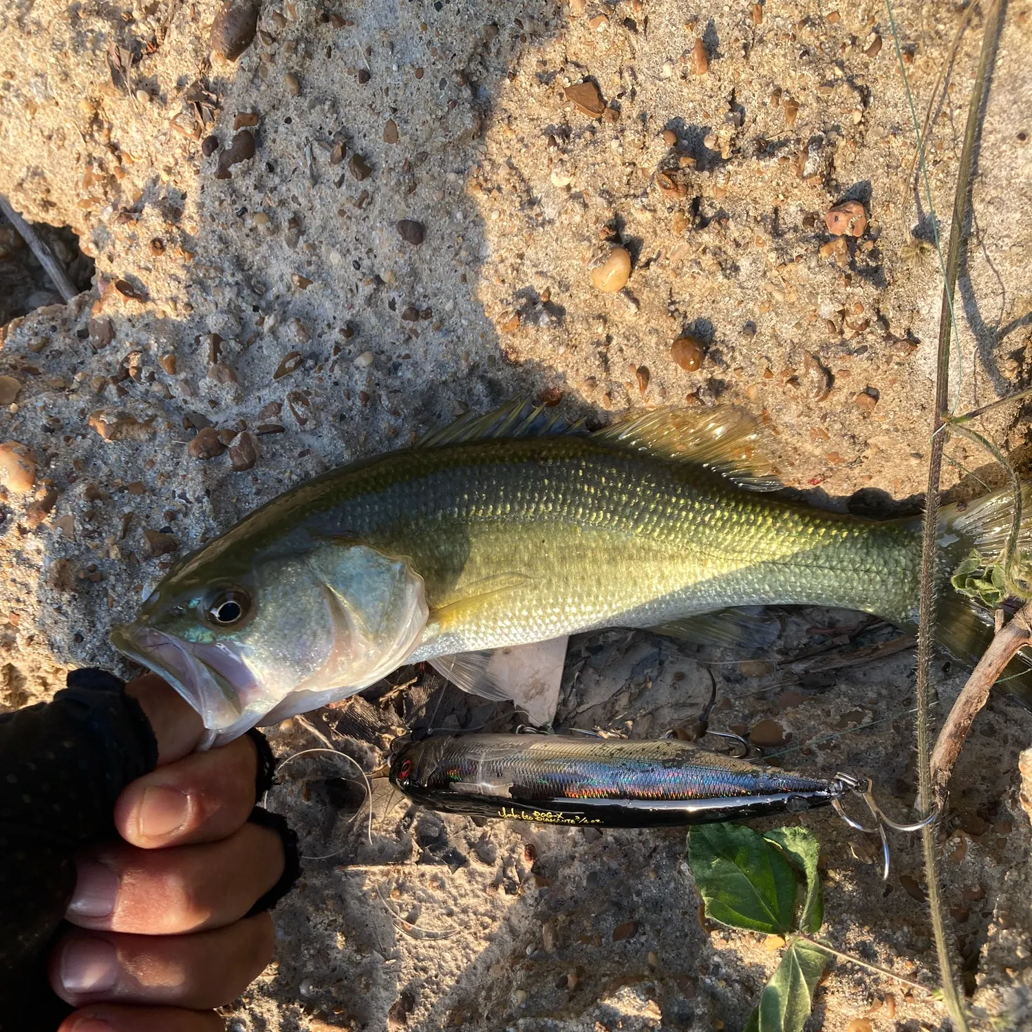 Fishing in Memphis, TN (United States) ️️️️ Find Spots, Species & Tips