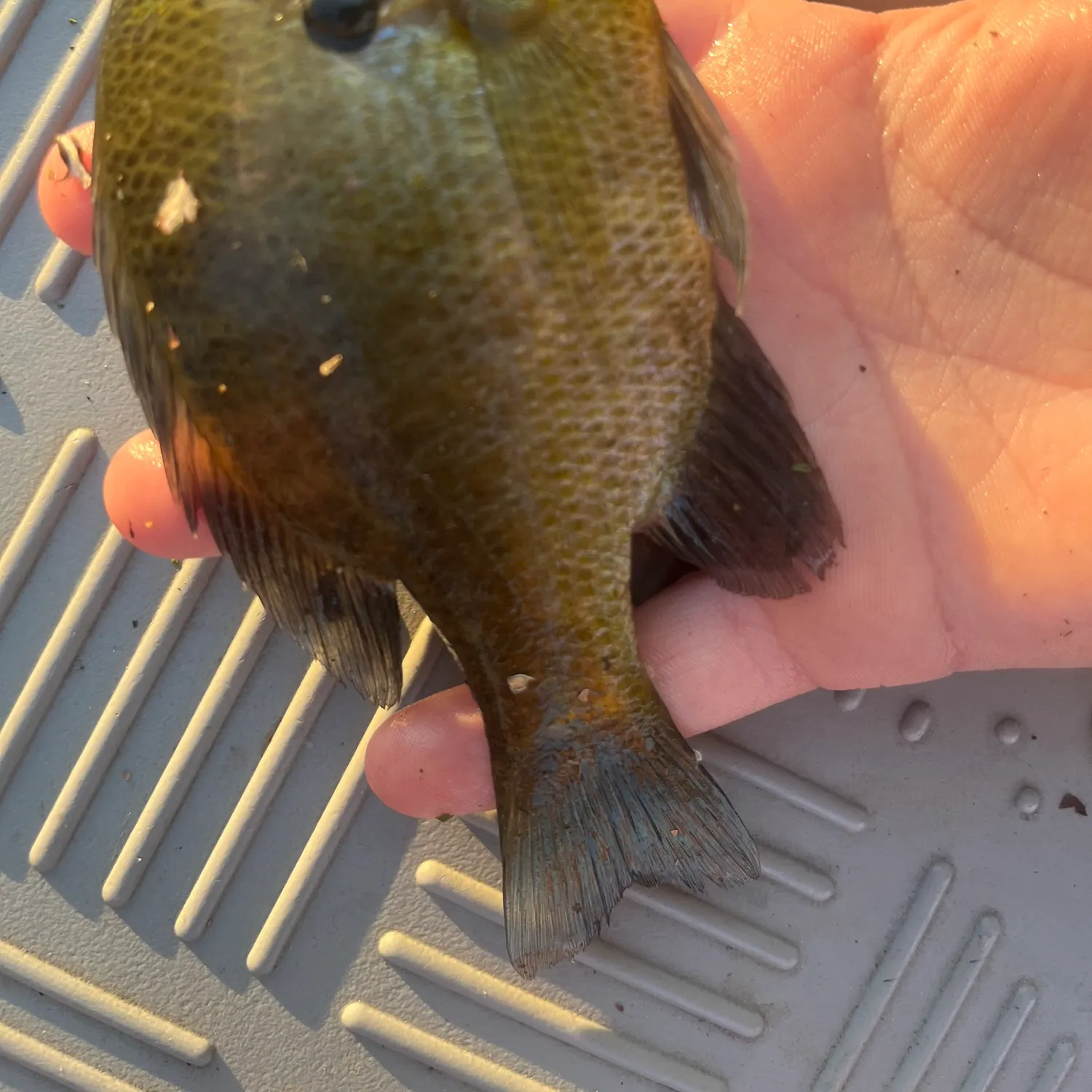 Fishing in Baton Rouge, LA (United States) ️️️️ Find Spots, Species & Tips