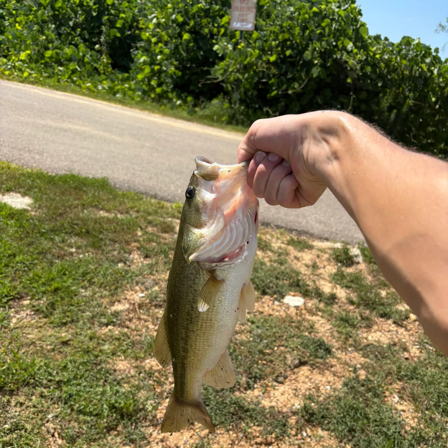 Fishing in Memphis, TN (United States) ️️️️ Find Spots, Species & Tips