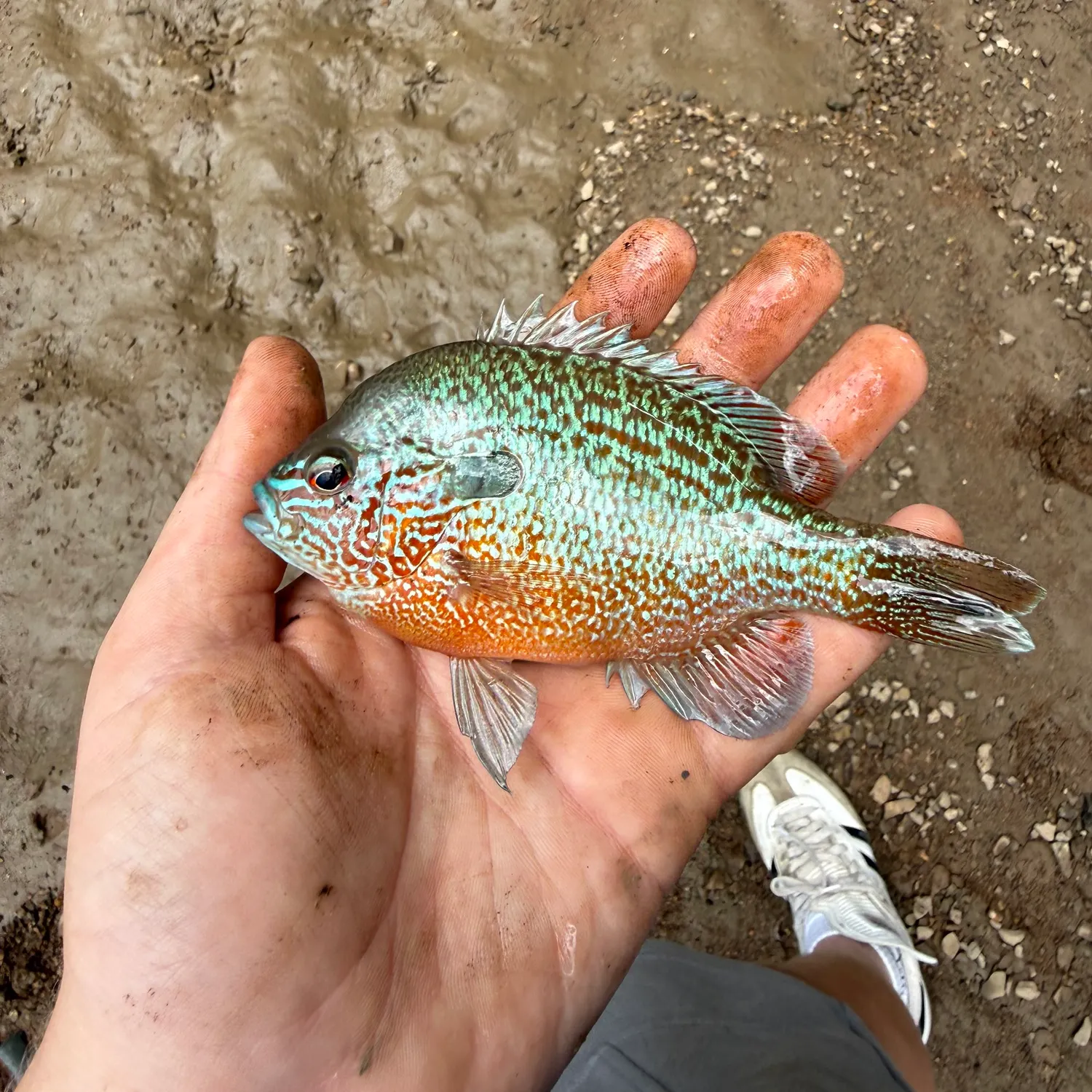 Fishing in Murfreesboro, TN (United States) ️️️️ Find Spots, Species & Tips