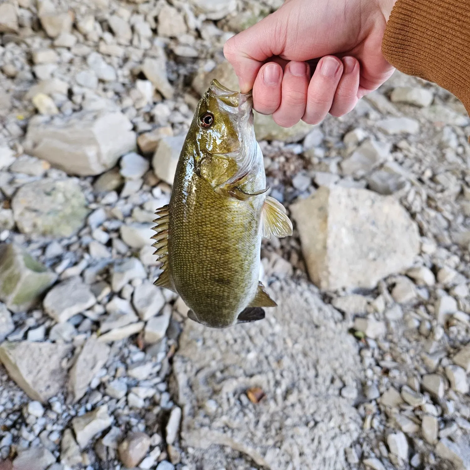 ᐅ Milwaukee River fishing reports🎣• Grafton, WI (United States) fishing