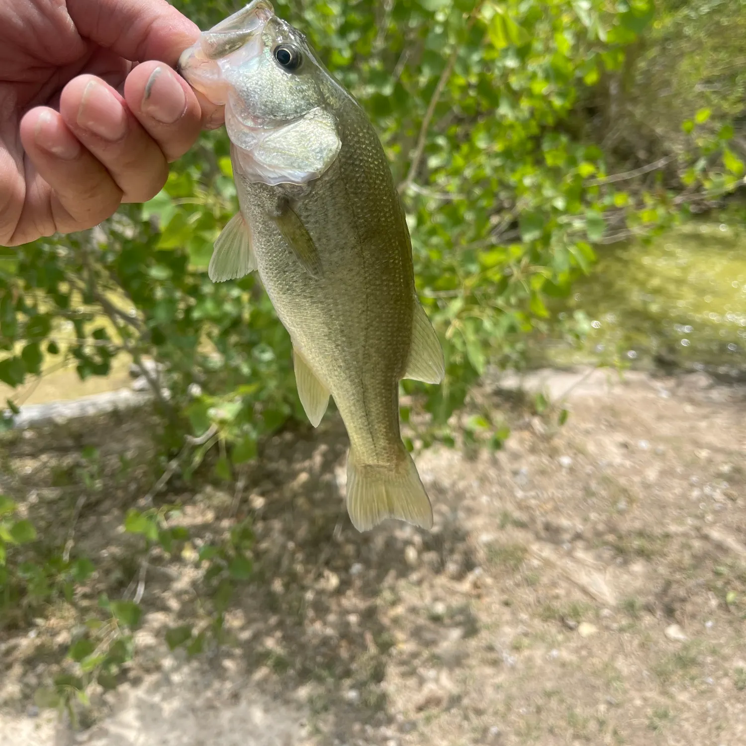 Fishing in Las Vegas, NV (United States) ️️️️ Find Spots, Species & Tips