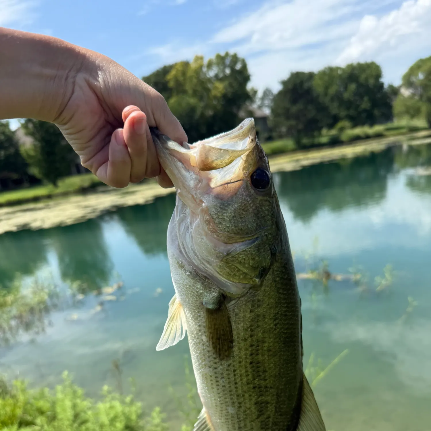 Fishing in Wichita, KS (United States) ️️️️ Find Spots, Species & Tips
