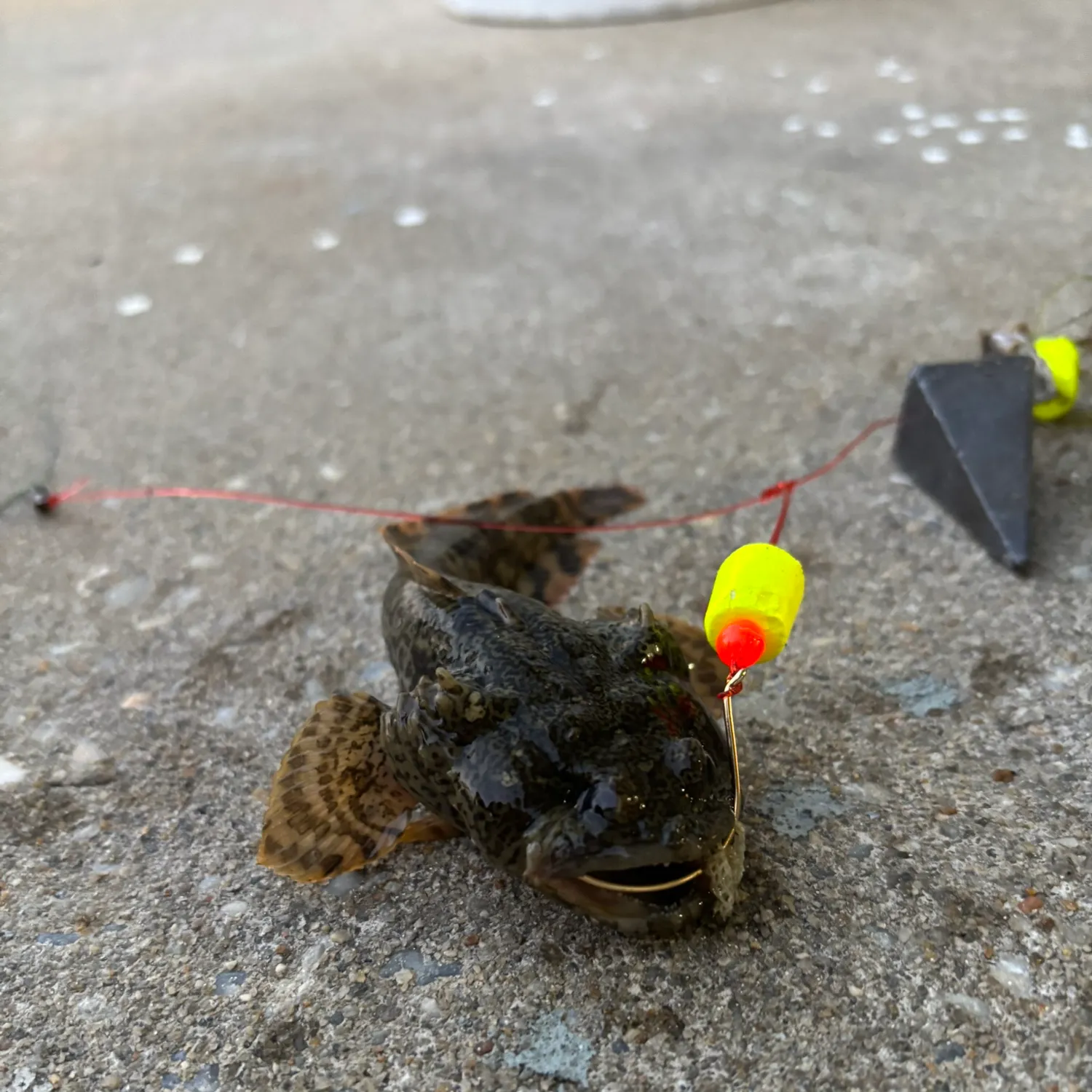 ᐅ Cherry Grove Inlet fishing reports🎣• North Myrtle Beach, SC (United ...