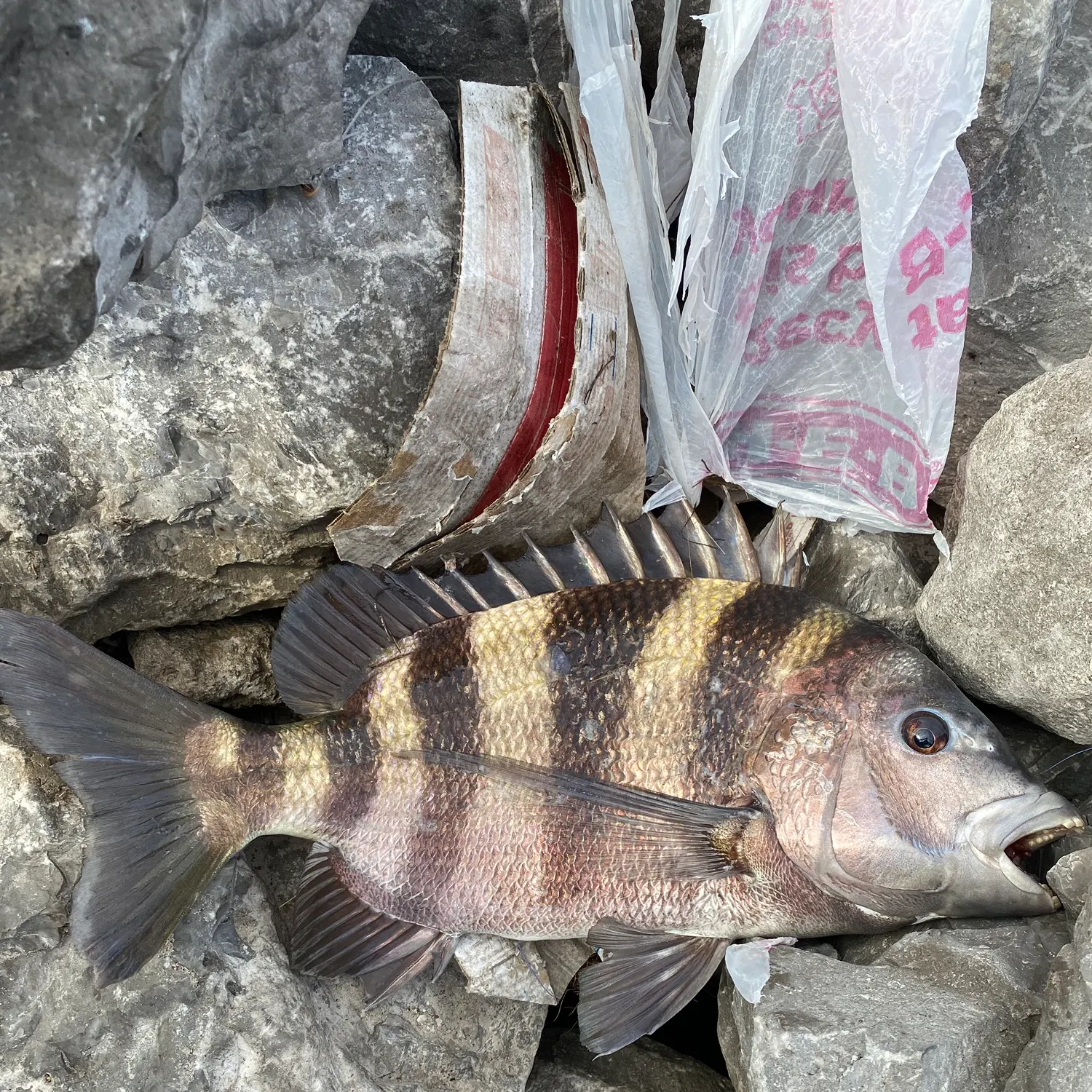 ᐅ Packery Channel fishing reports🎣• Corpus Christi, TX (United States ...