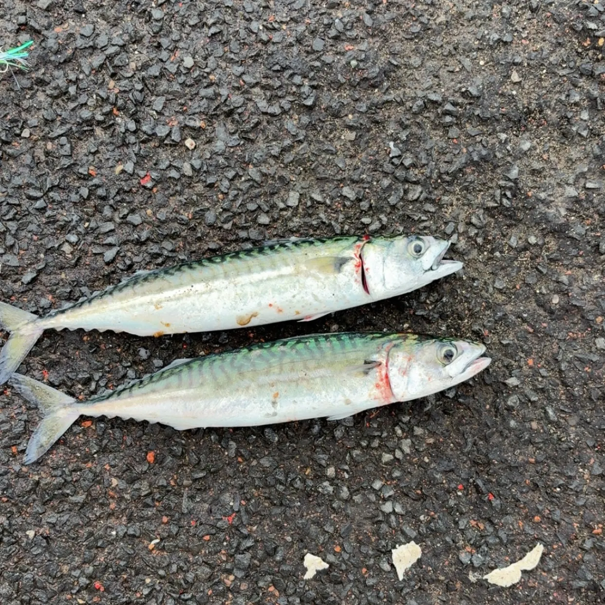 ᐅ River Tyne fishing reports🎣• England, United Kingdom fishing