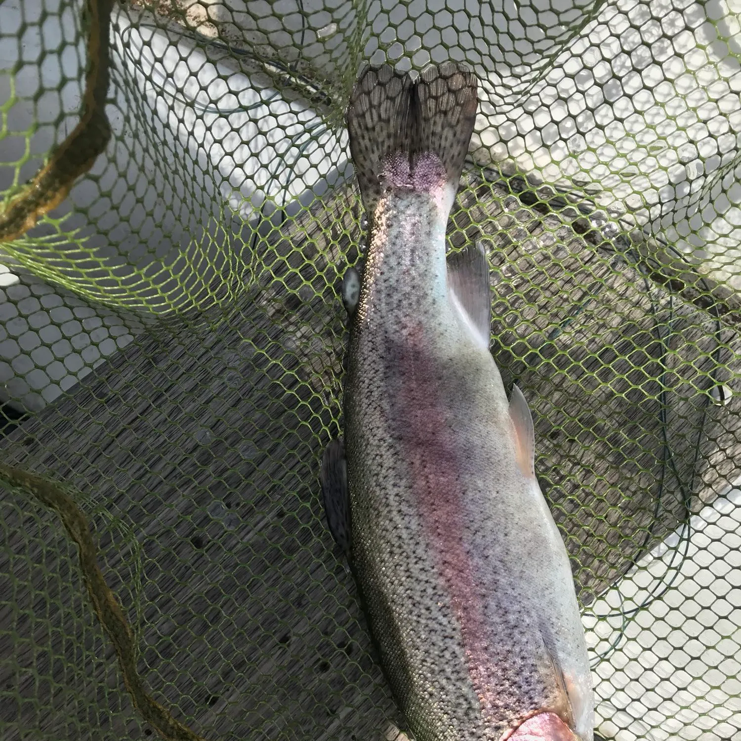 ᐅ Ladybower Reservoir fishing reports🎣• England, United Kingdom fishing