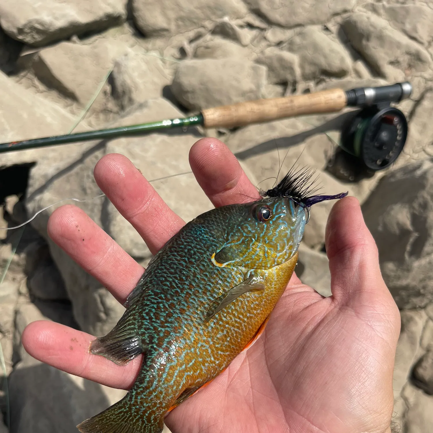 Fishing in Baton Rouge, LA (United States) ️️️️ Find Spots, Species & Tips
