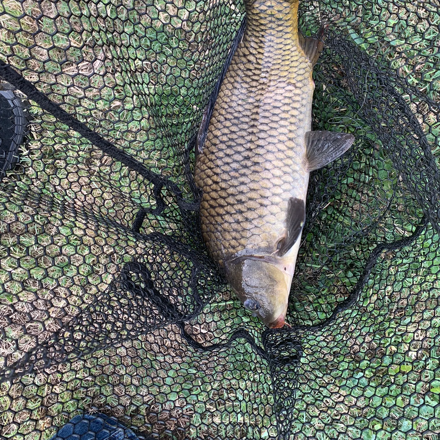 Fishing in Tulsa, OK (United States) ️️️️ Find Spots, Species & Tips