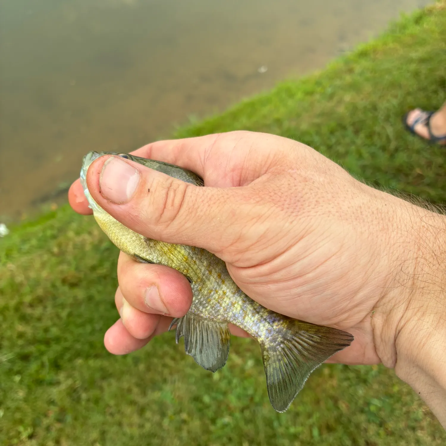 Fishing in Memphis, TN (United States) ️️️️ Find Spots, Species & Tips