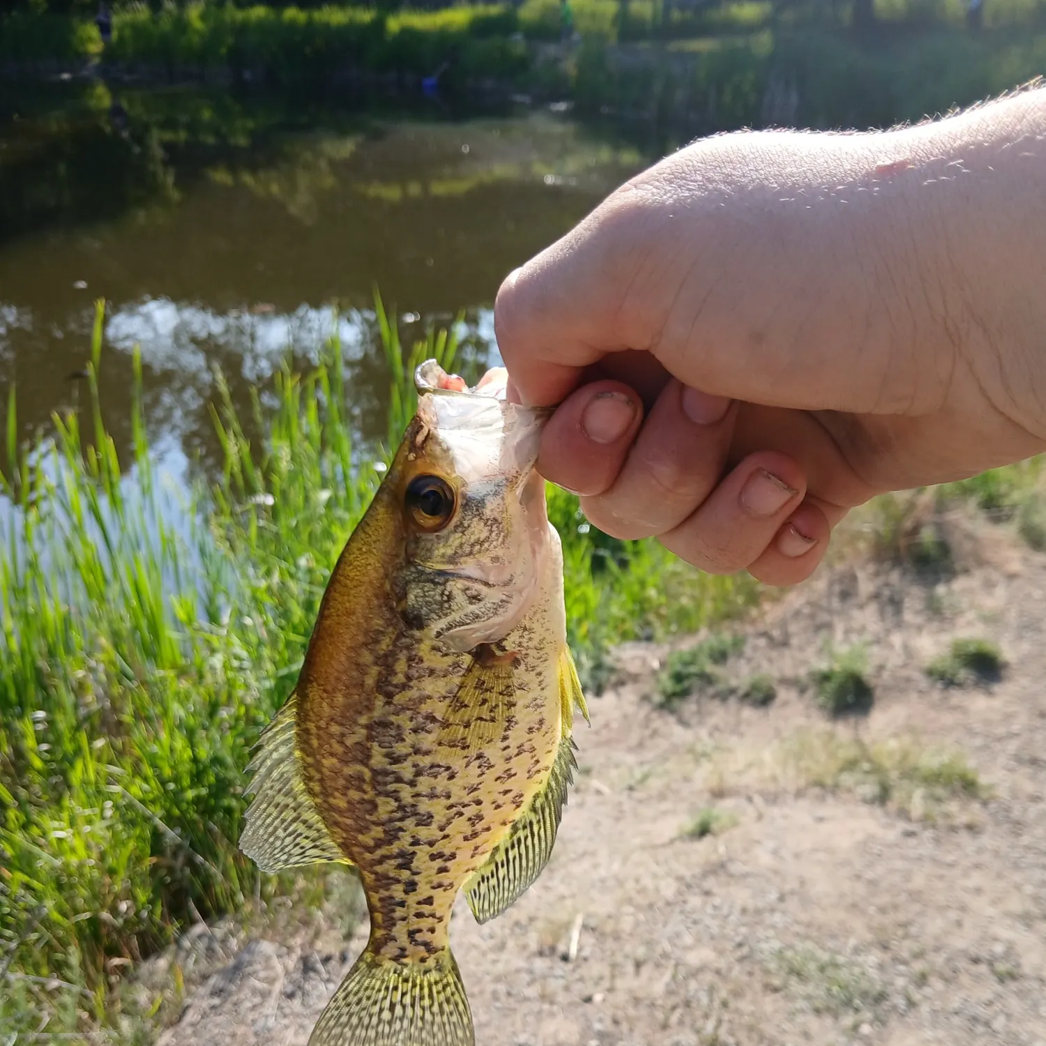 Fishing in Coeur d'Alene, ID (United States) ️️️️ Find Spots, Species ...