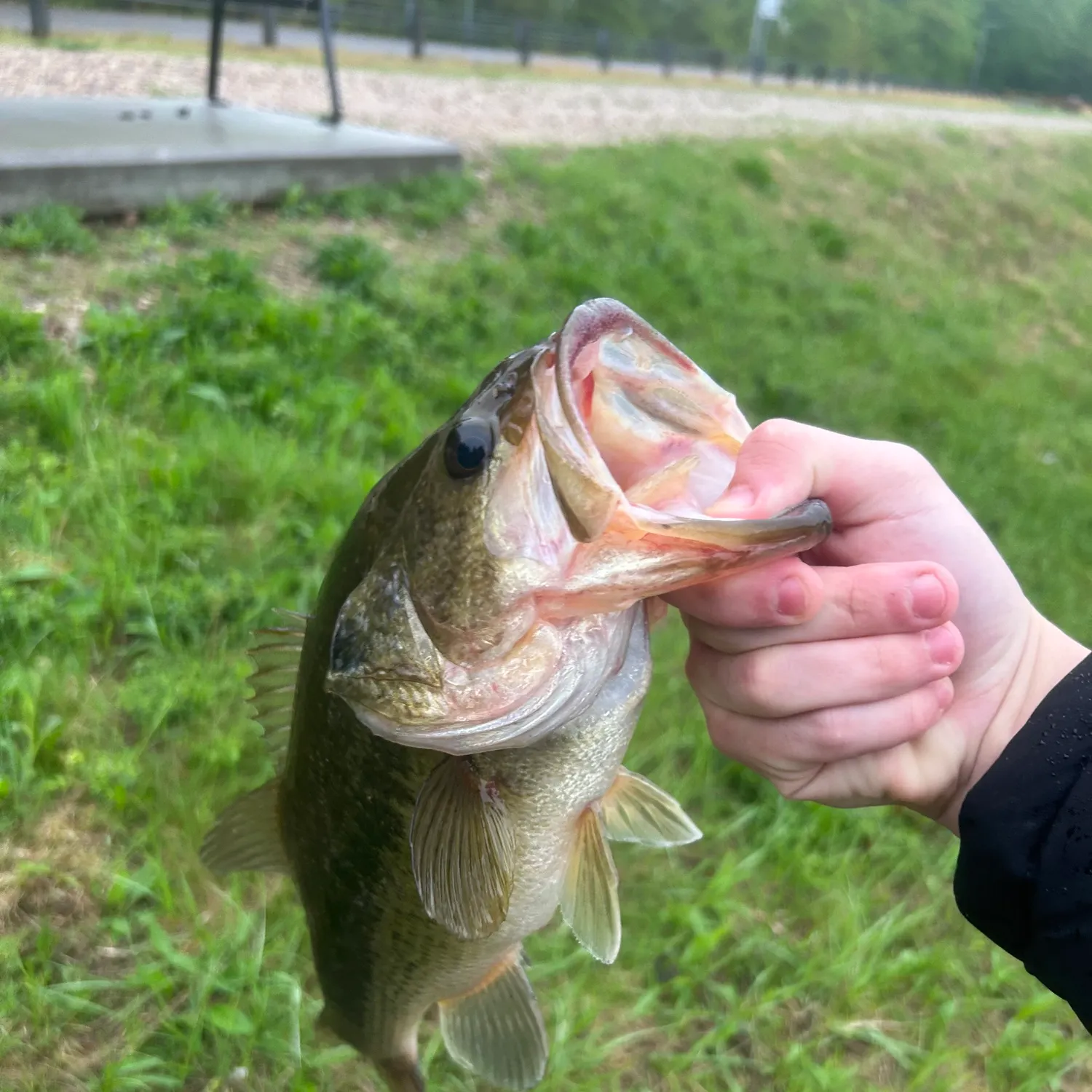 Fishing for Largemouth bass near you