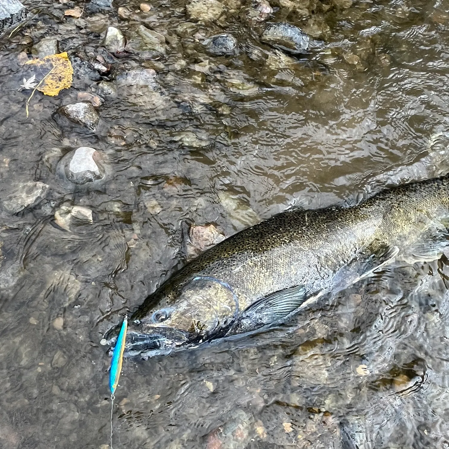 ᐅ Milwaukee River fishing reports🎣• Grafton, WI (United States) fishing