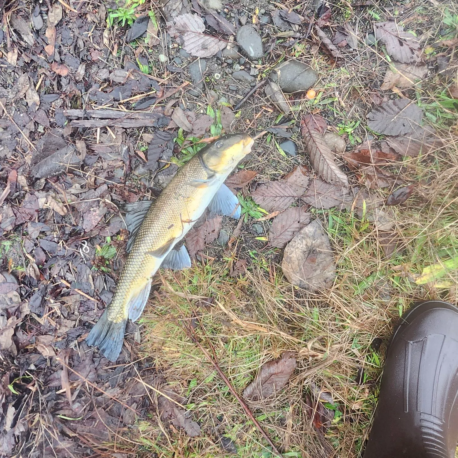 ᐅ Cowlitz River fishing reports🎣• Longview, WA (United States) fishing