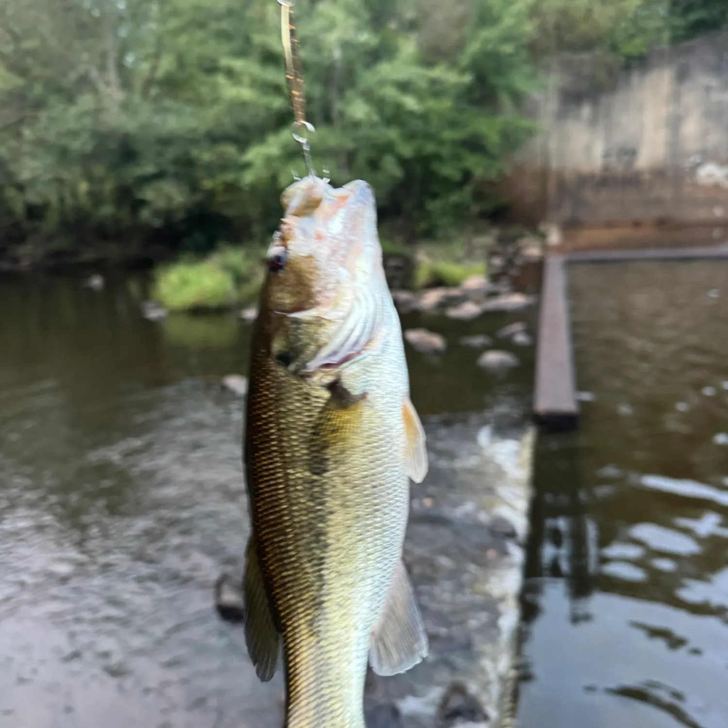 Fishing in Raleigh, NC (United States) ️️️️ Find Spots, Species & Tips