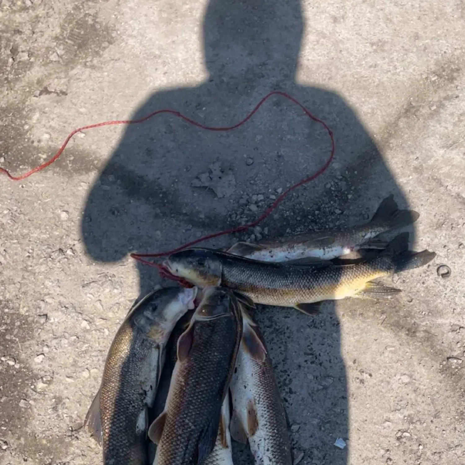 ᐅ Root River fishing reports🎣• Franklin, WI (United States) fishing