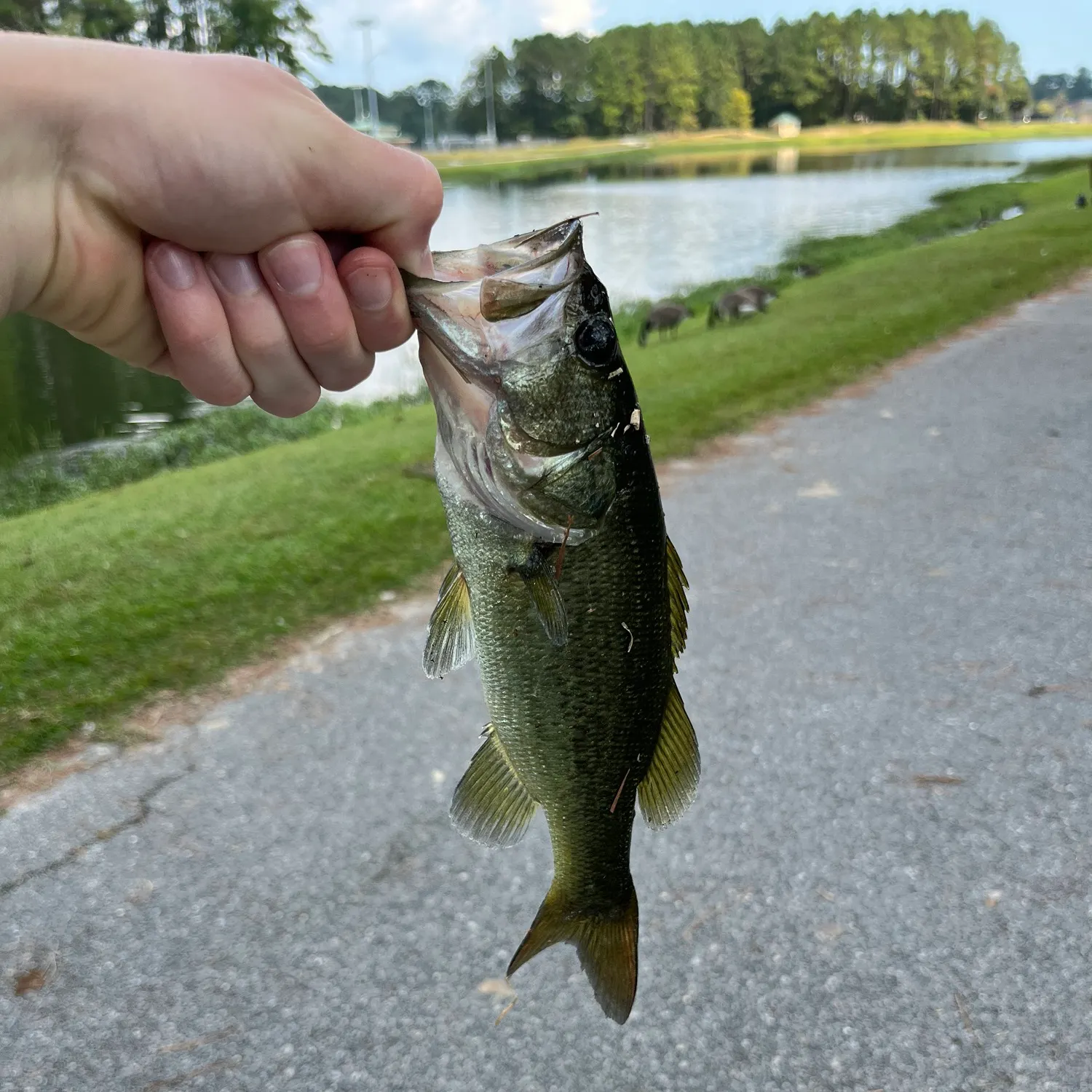 Fishing in Savannah, GA (United States) ️️️️ Find Spots, Species & Tips