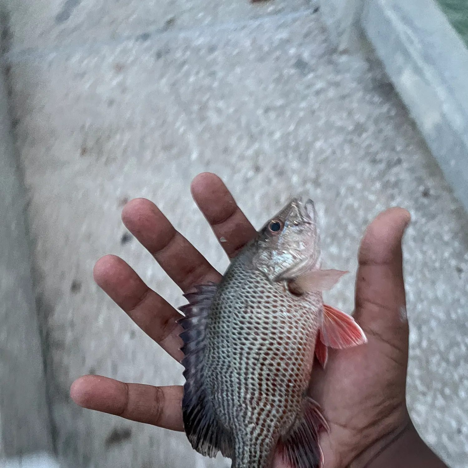 Fishing for Mangrove snapper near you