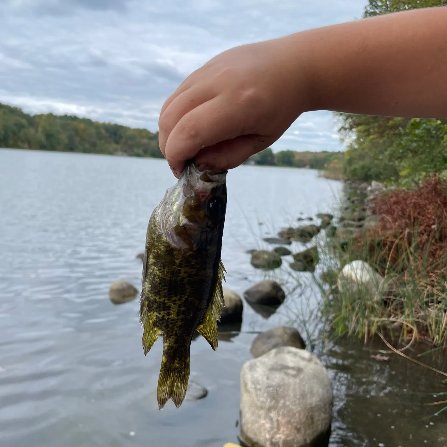 ᐅ Mount Tom Pond fishing reports🎣• New Milford, CT (United States) fishing