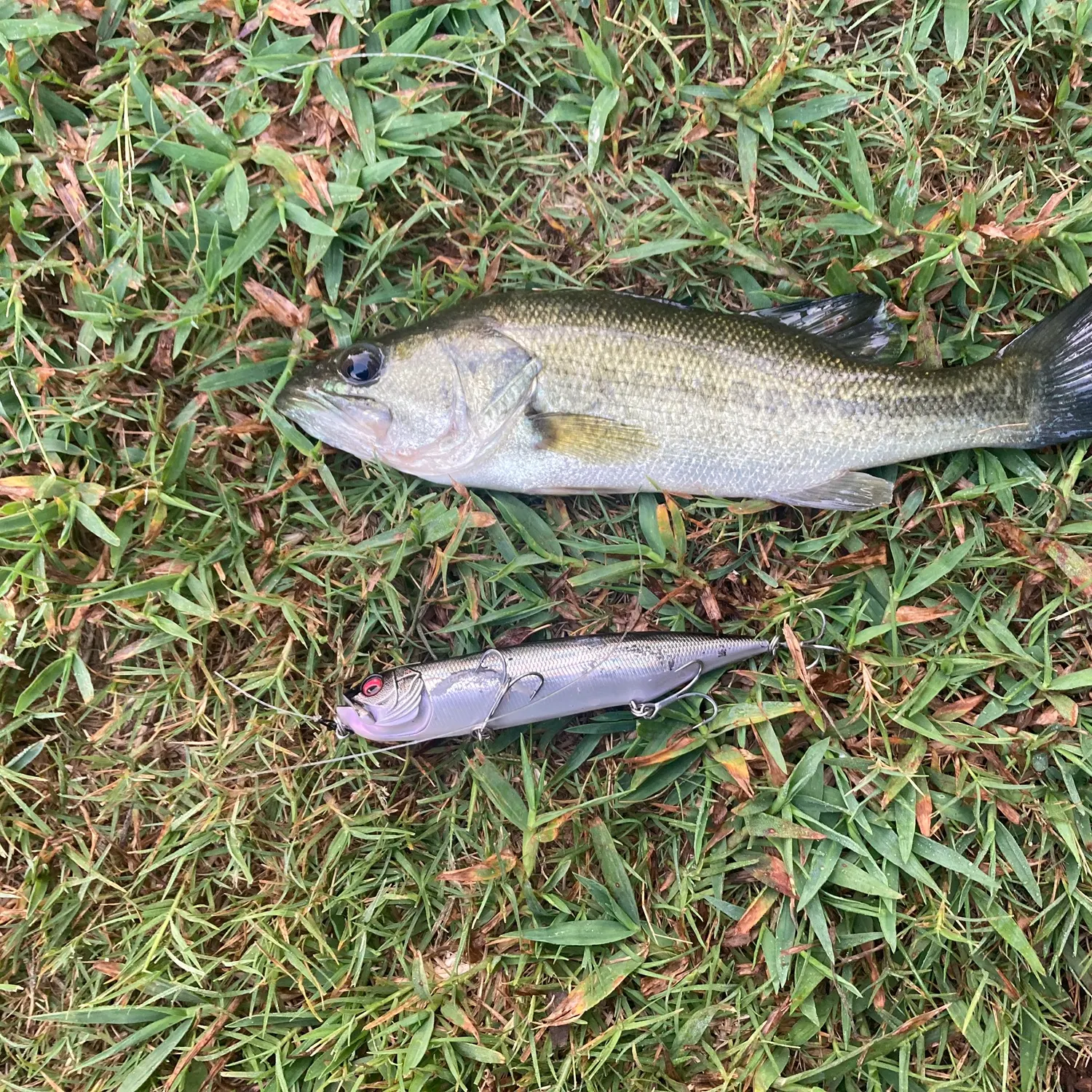 Fishing in Memphis, TN (United States) ️️️️ Find Spots, Species & Tips