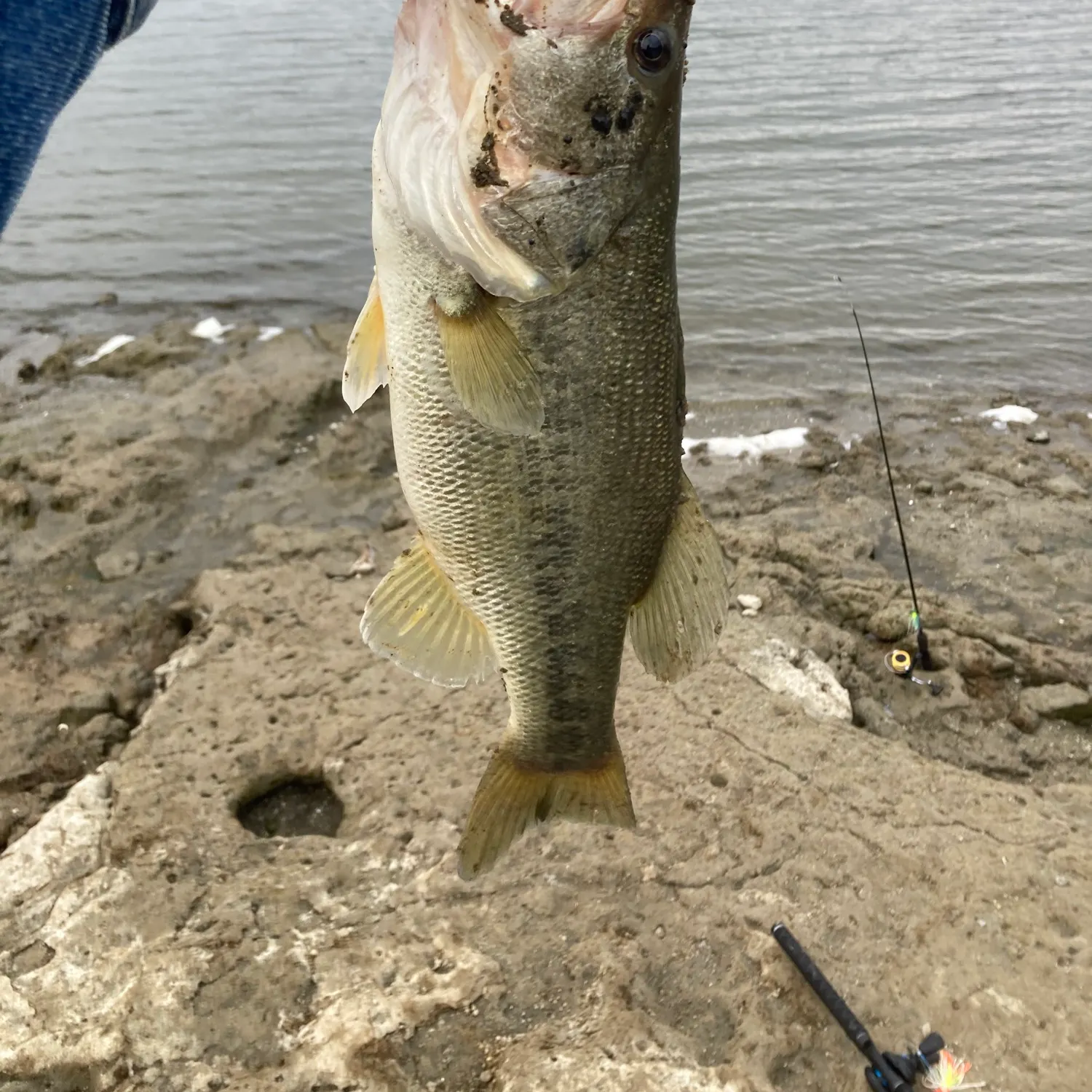 ᐅ Lake Skinner fishing reports🎣• French Valley, CA (United States) fishing