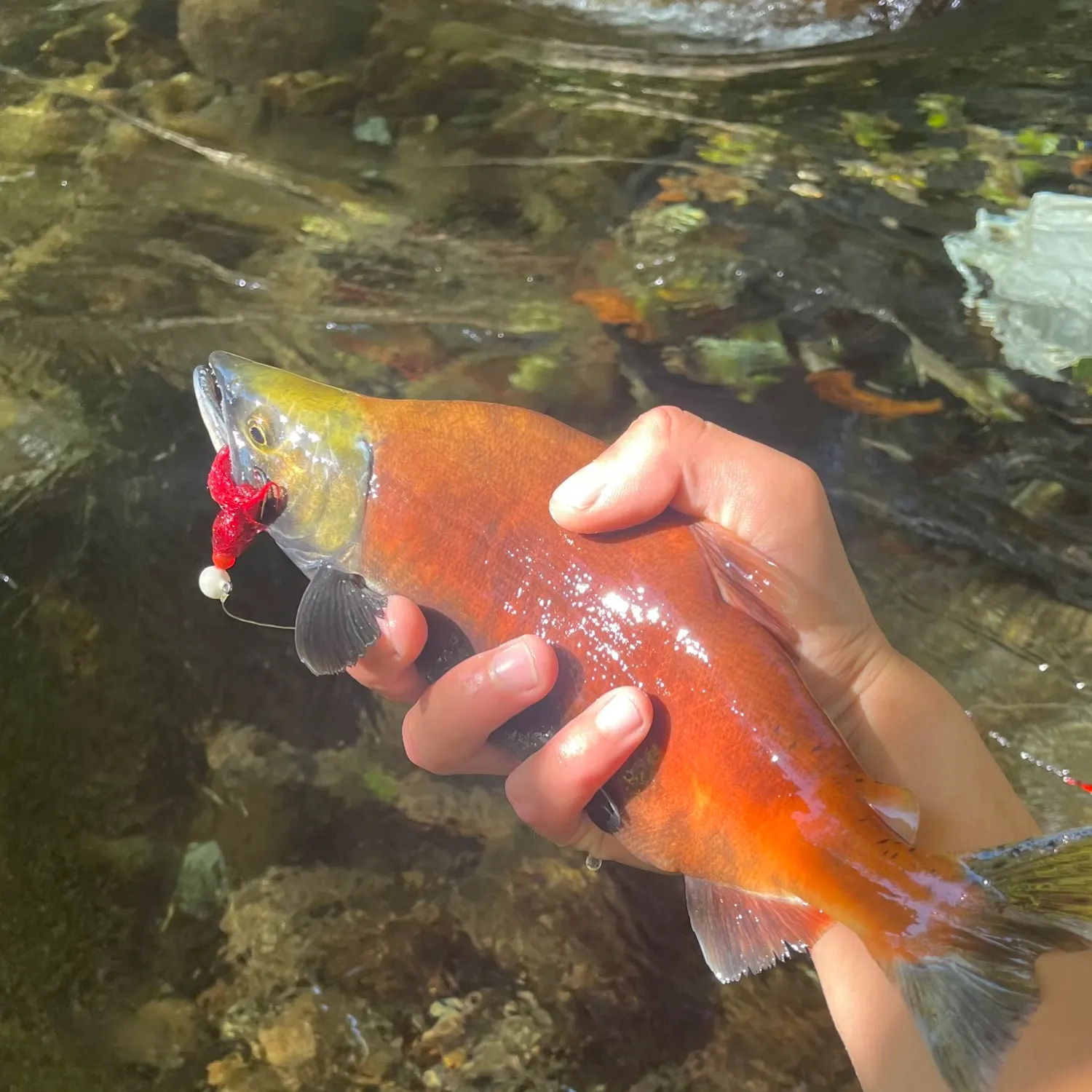 ᐅ Lake Merwin fishing reports🎣• Battle Ground, WA (United States) fishing