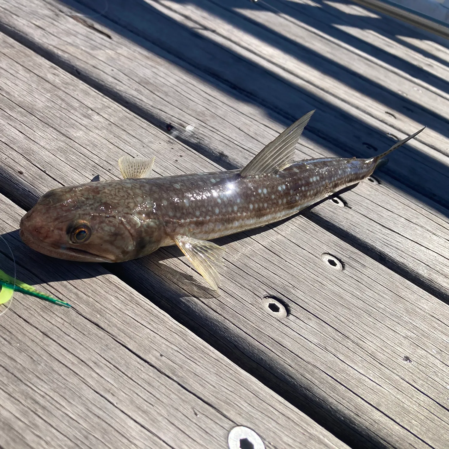 ᐅ Shorncliffe Pier fishing reports🎣• Queensland, Australia fishing