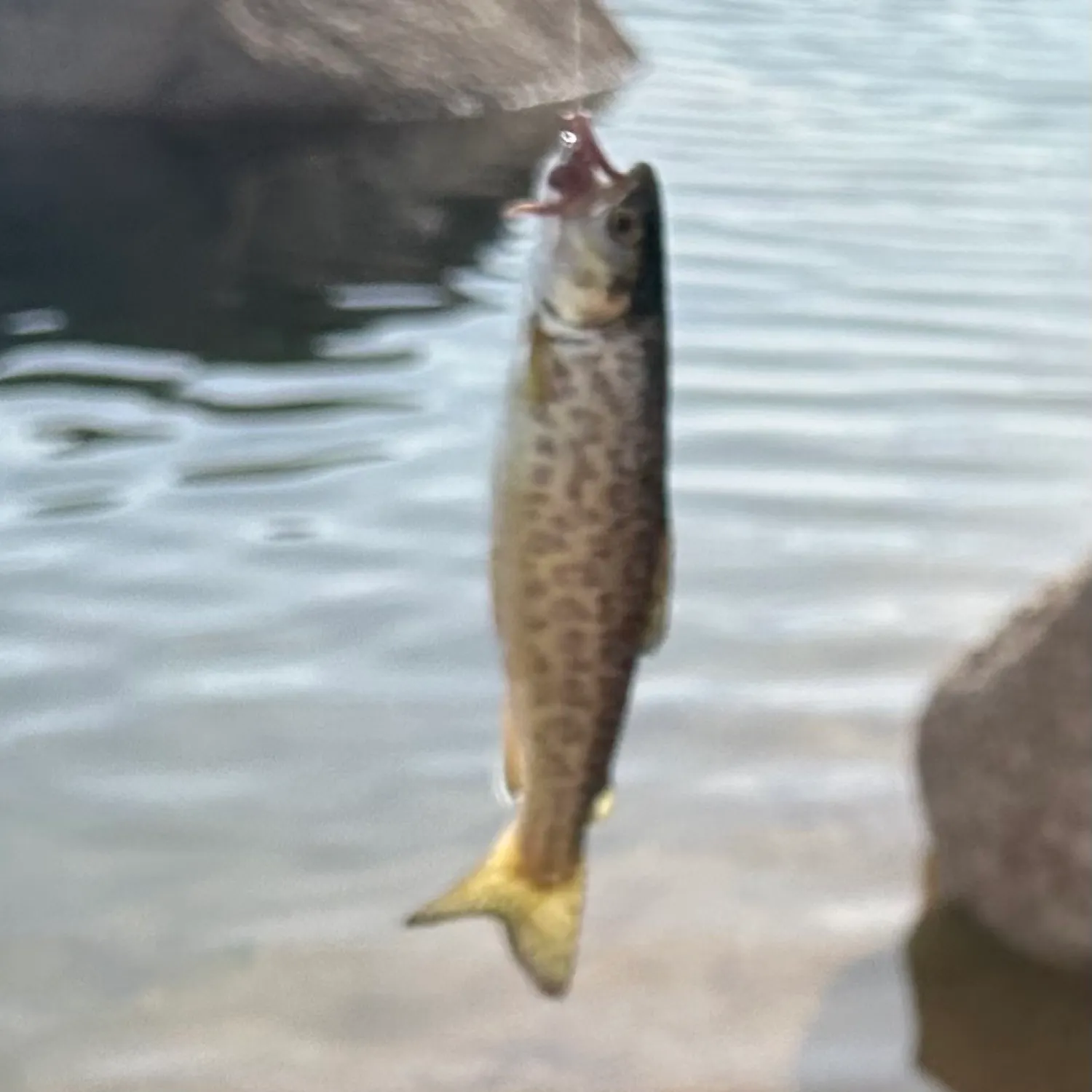 ᐅ Rampart Reservoir fishing reports🎣• Woodland Park, CO (United States ...