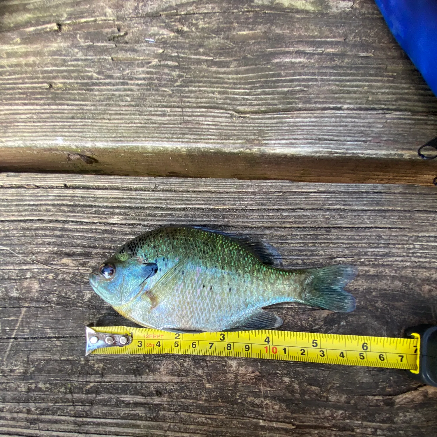 Fishing in Raleigh, NC (United States) ️️️️ Find Spots, Species & Tips
