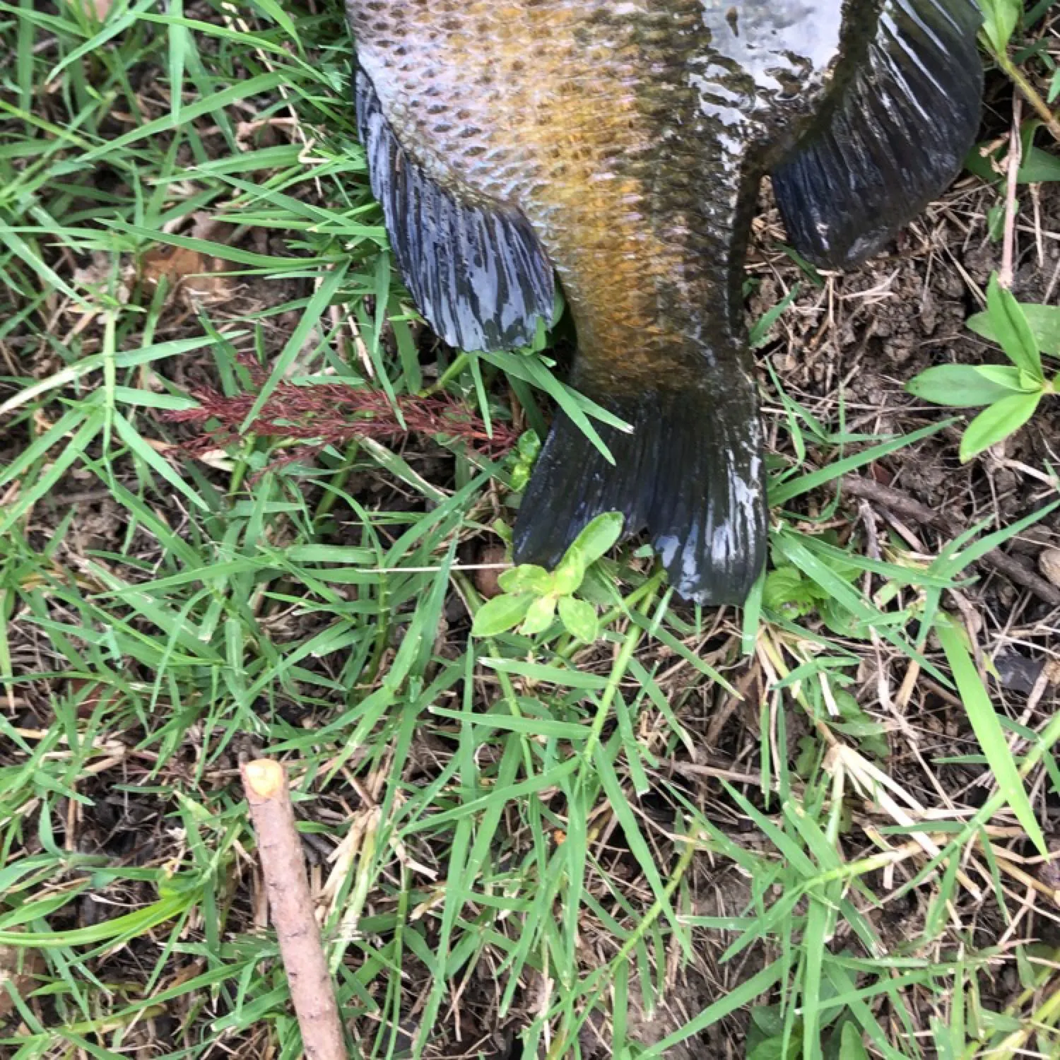 ᐅ Bee Lake fishing reports🎣• Yazoo City, MS (United States) fishing