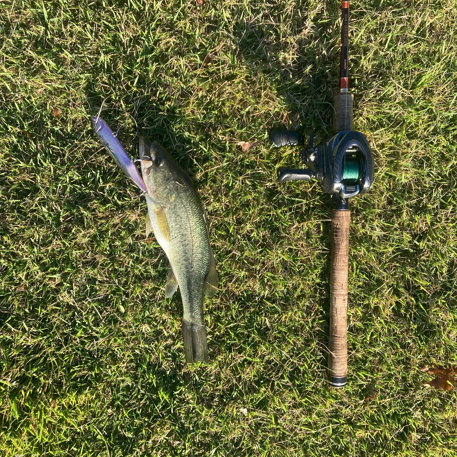 Fishing in Memphis, TN (United States) ️️️️ Find Spots, Species & Tips