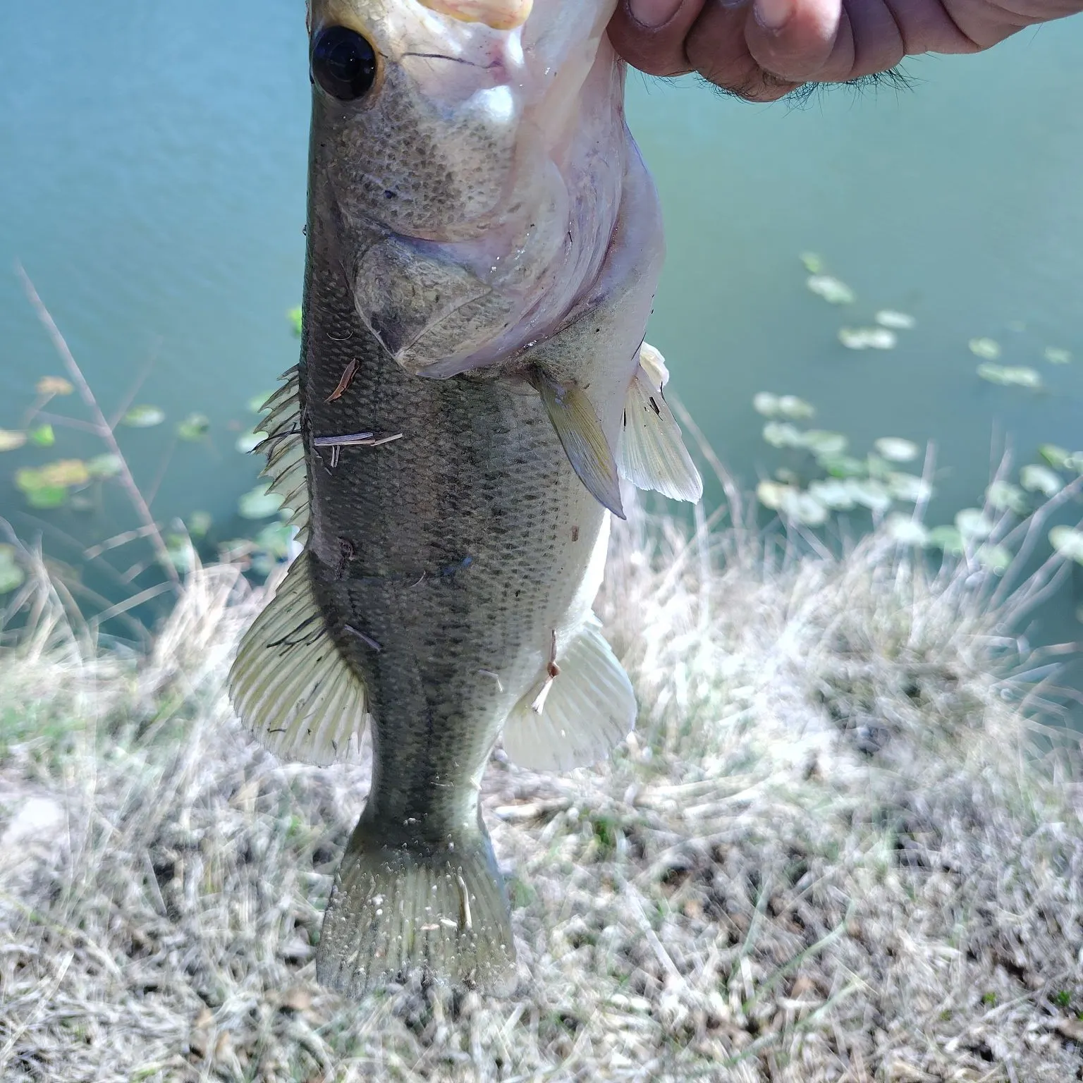 Fishing for Largemouth bass near you