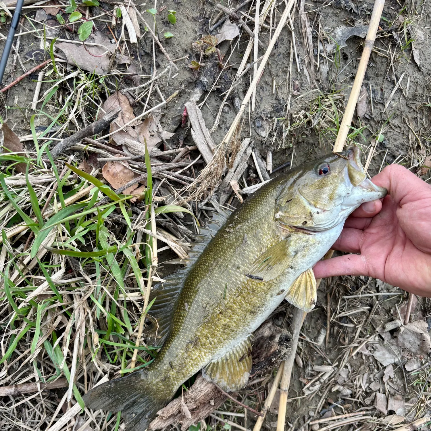 ᐅ Chagrin River fishing reports🎣• Mayfield Heights, OH (United States ...