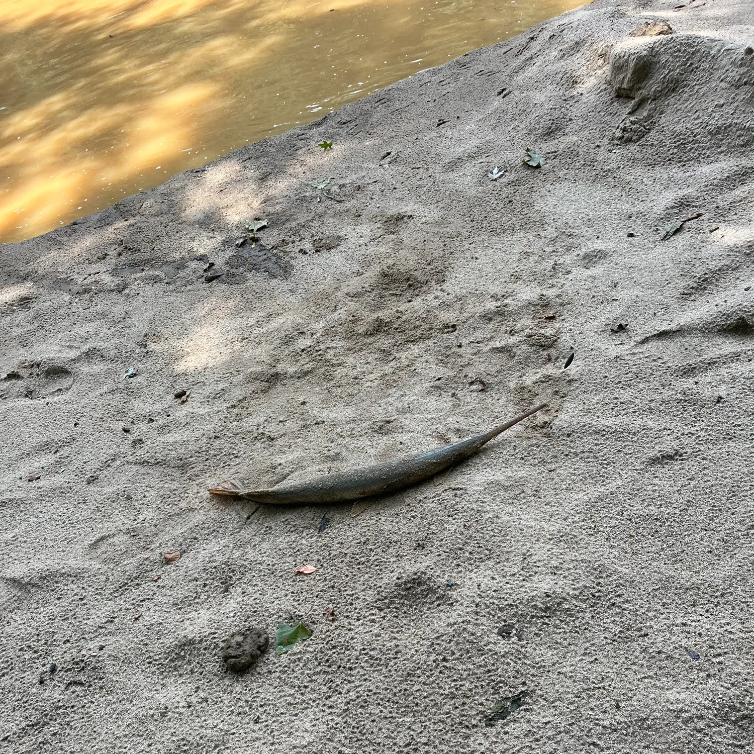 Fishing in Memphis, TN (United States) ️️️️ Find Spots, Species & Tips