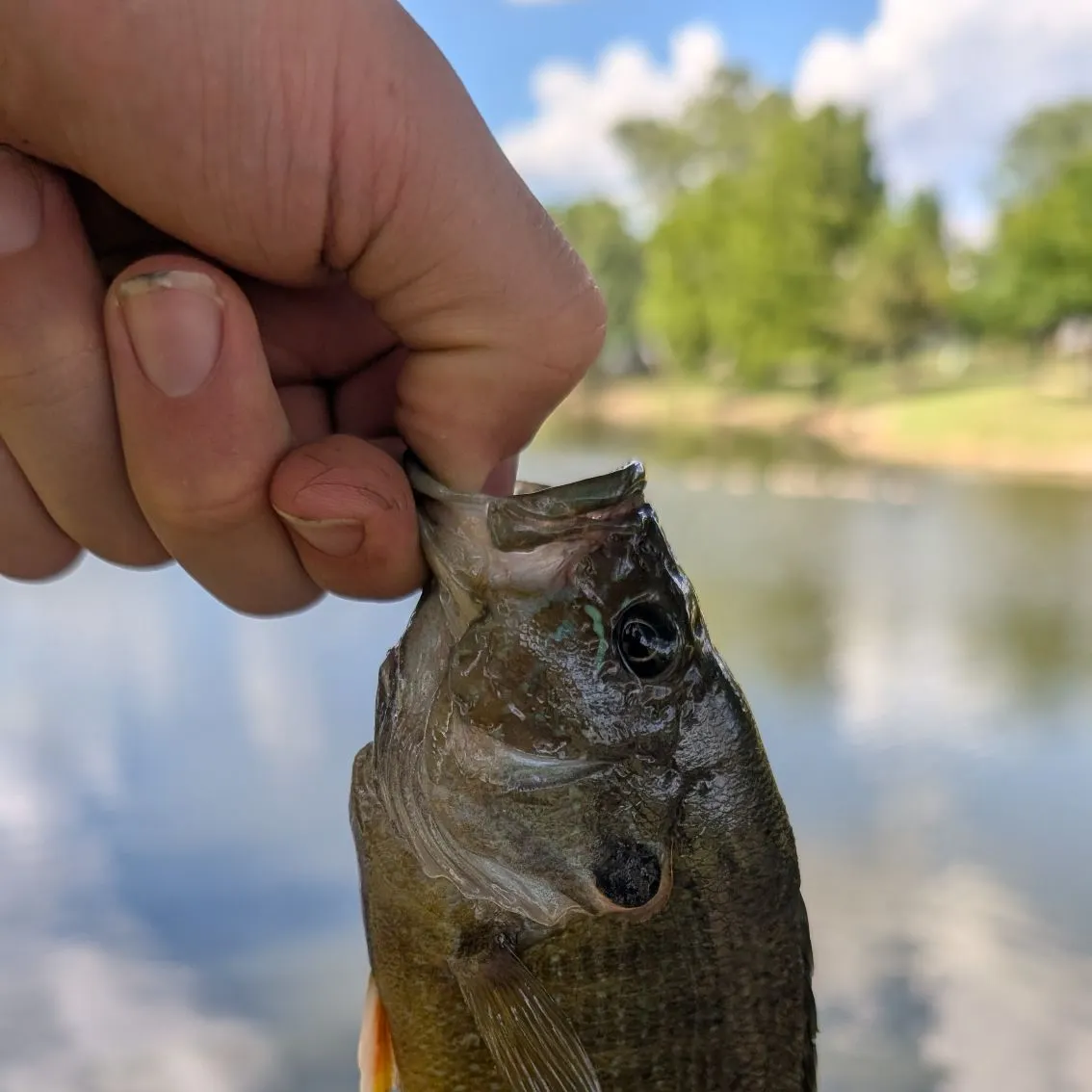 Fishing in Wichita, KS (United States) ️️️️ Find Spots, Species & Tips