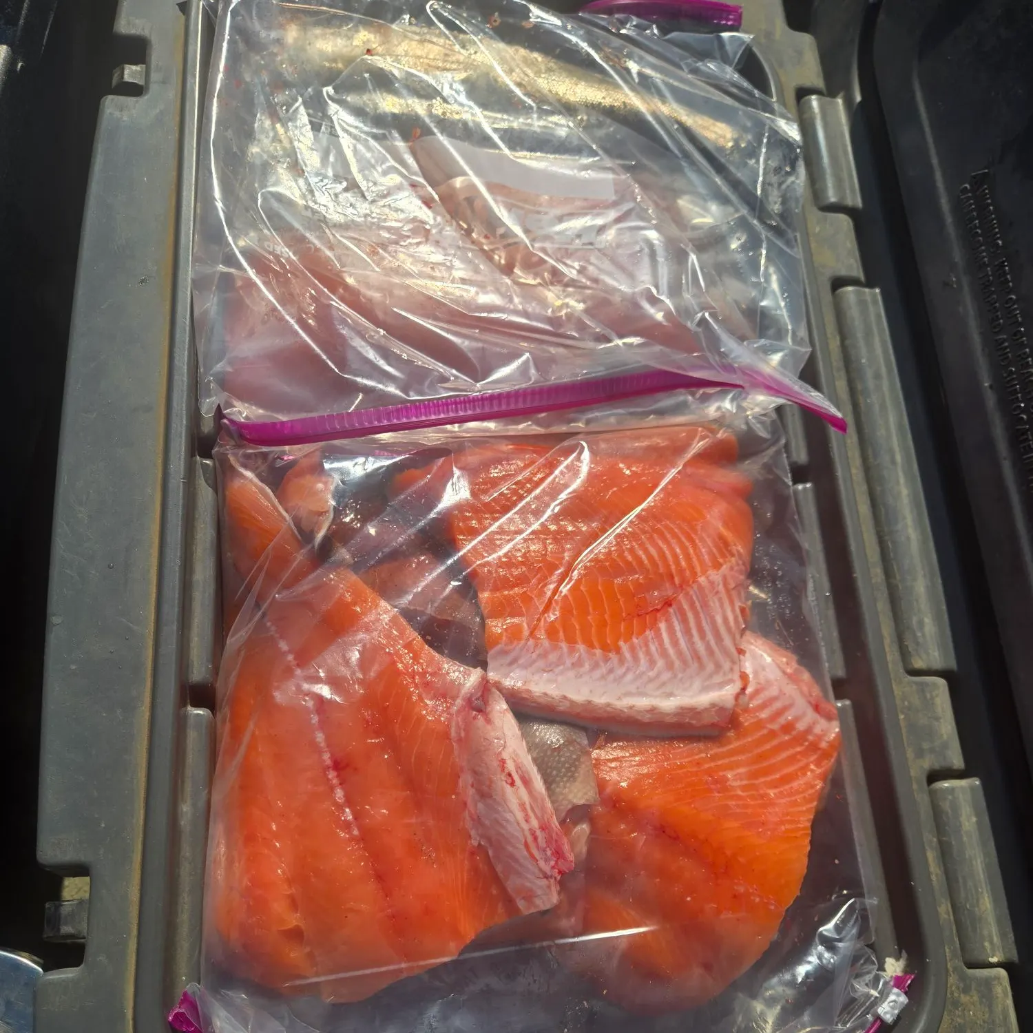 ᐅ Drano Lake fishing reports🎣• Hood River, WA (United States) fishing