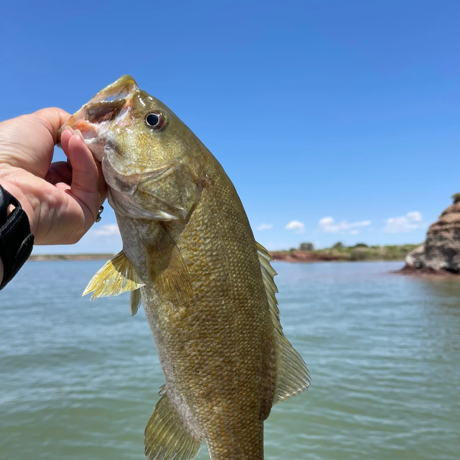 ᐅ Ute Reservoir fishing reports🎣• NM, United States fishing