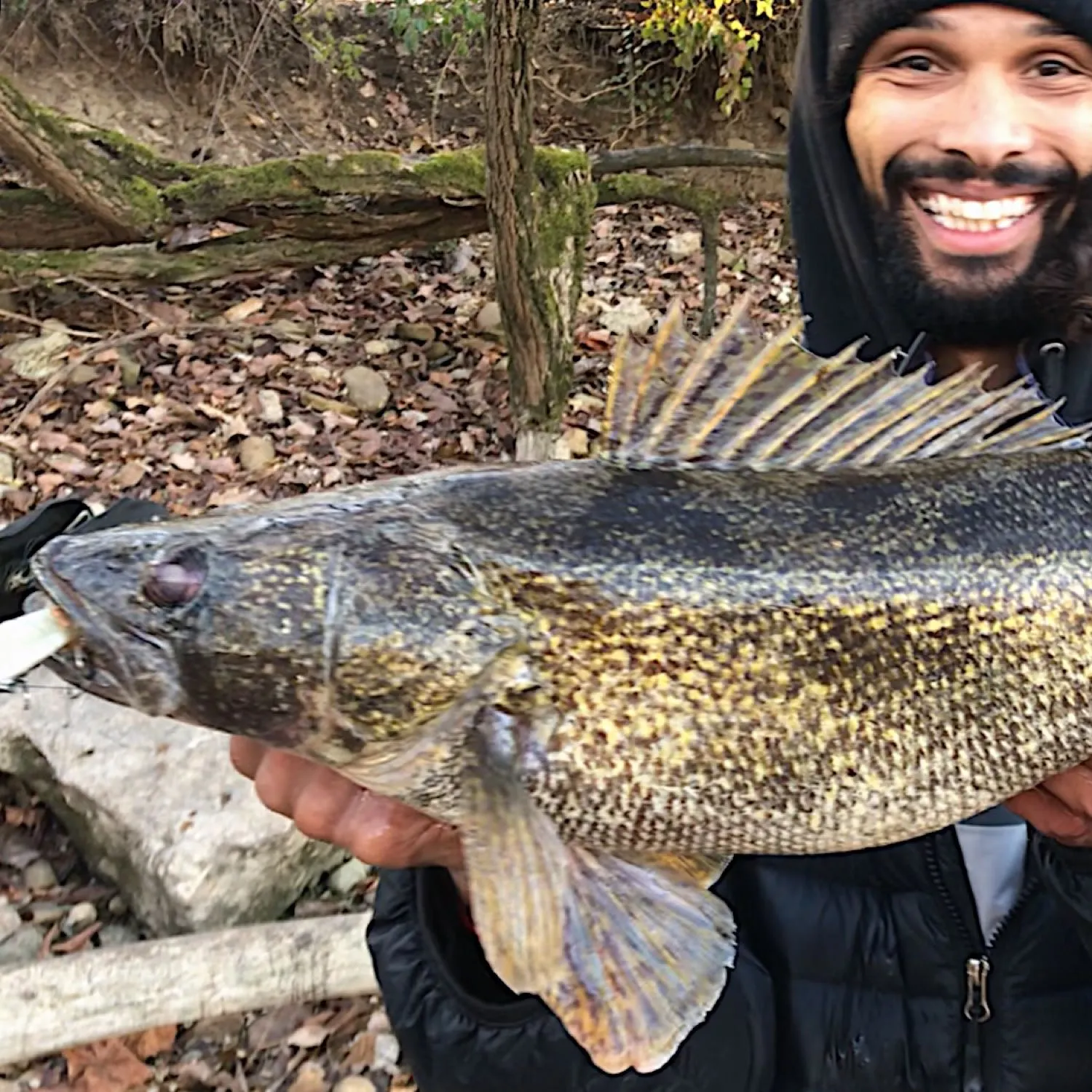 Fishing for Saugeye near you