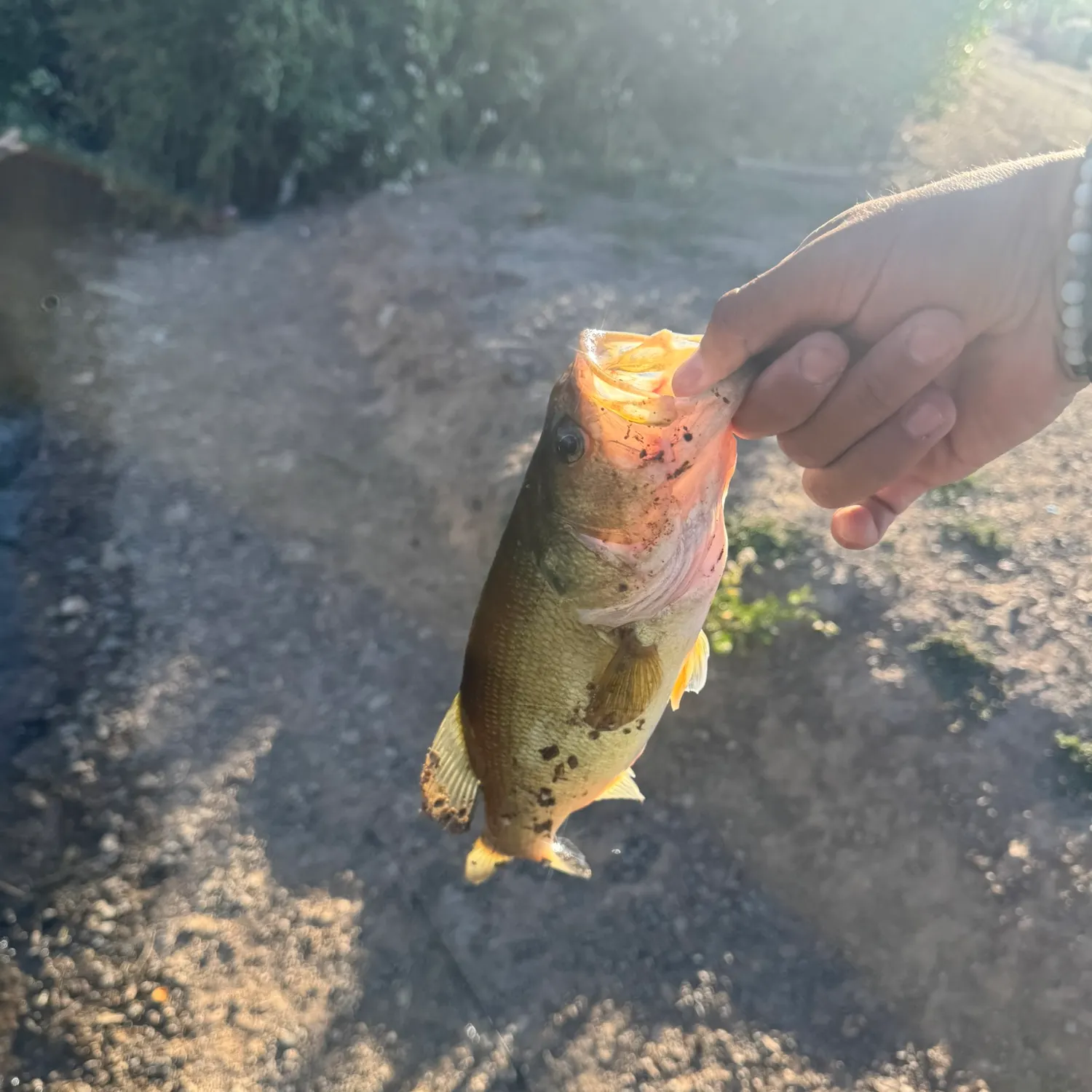 Fishing in Reno, NV (United States) ️️️️ Find Spots, Species & Tips