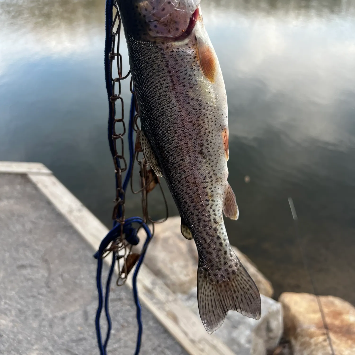 ᐅ Pandapas Pond fishing reports🎣• Blacksburg, VA (United States) fishing