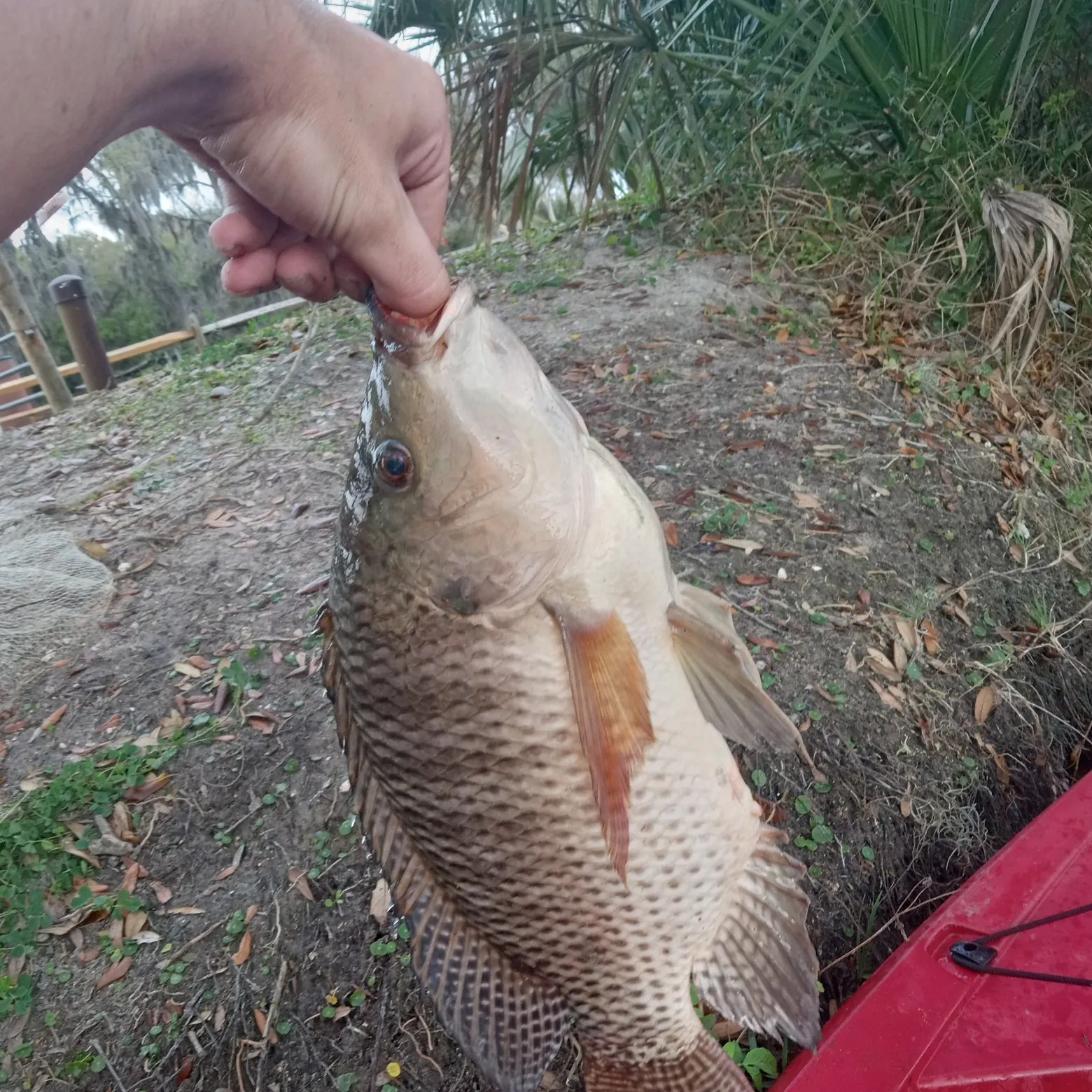 ᐅ Kathryn Abbey Hanna Park fishing reports🎣• Atlantic Beach, FL (United ...