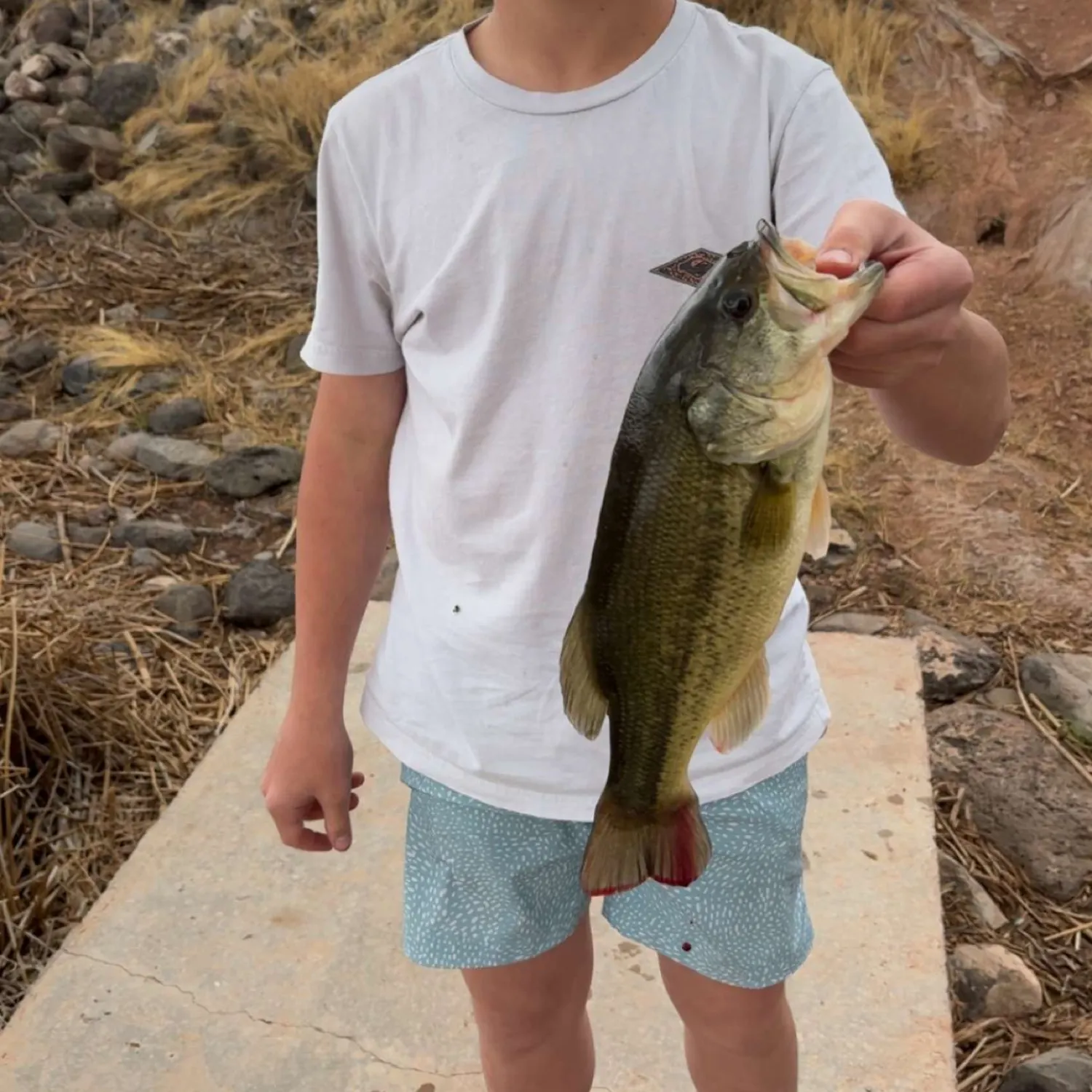 ᐅ Becker Lake fishing reports🎣• Show Low, AZ (United States) fishing