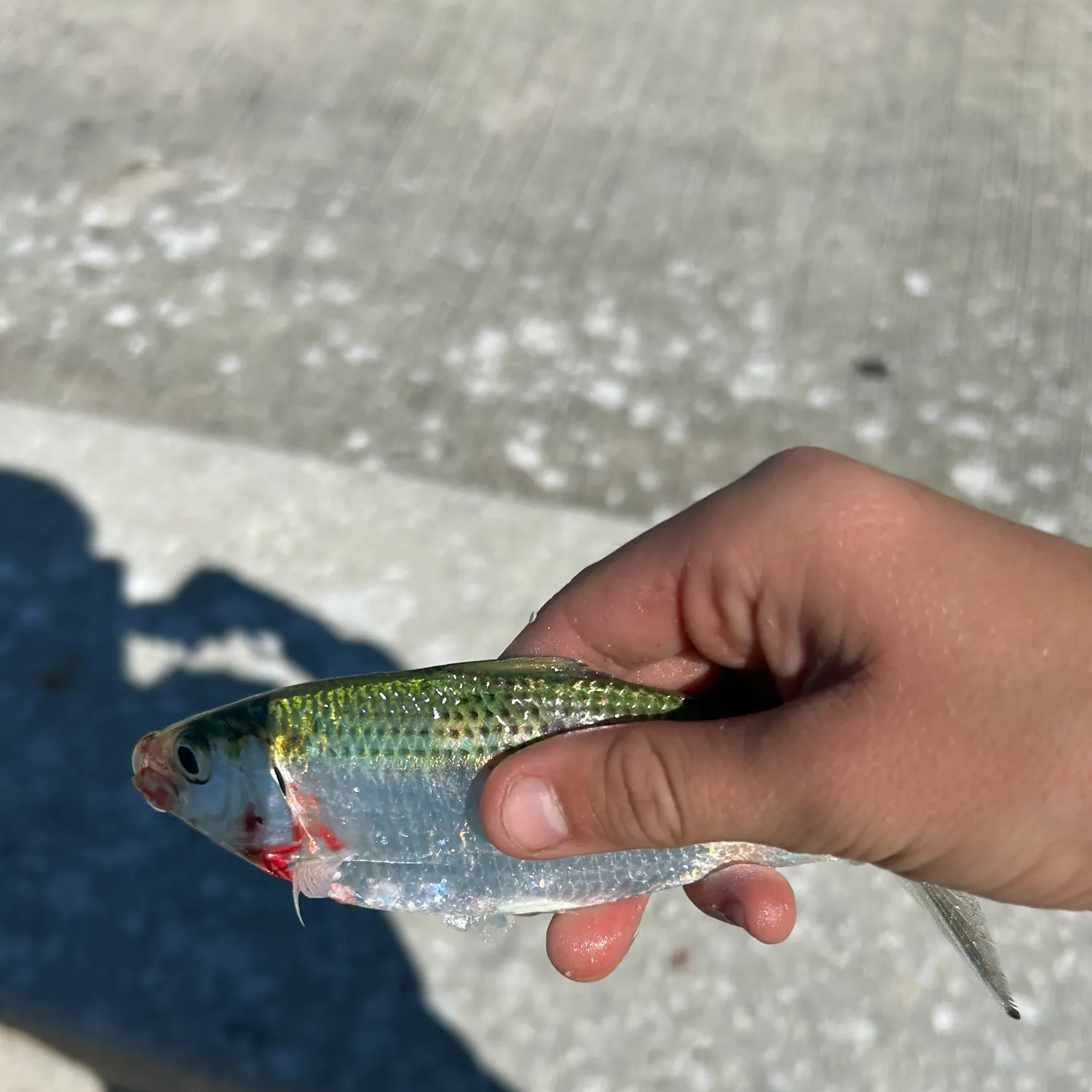 ᐅ Skyway South Fishing Pier (Sunshine Skyway) fishing reports🎣 ...