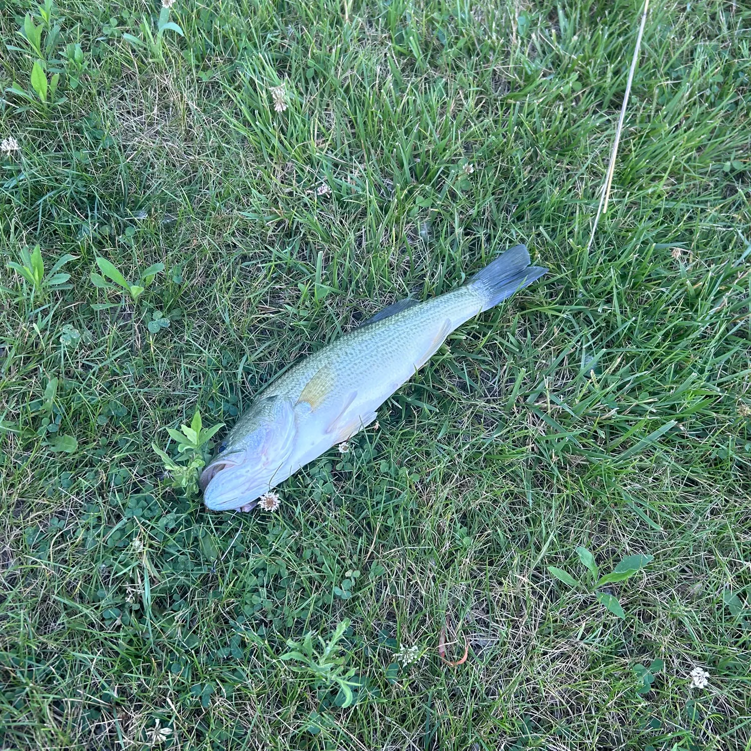 Fishing in Milwaukee, WI (United States) ️️️️ Find Spots, Species & Tips